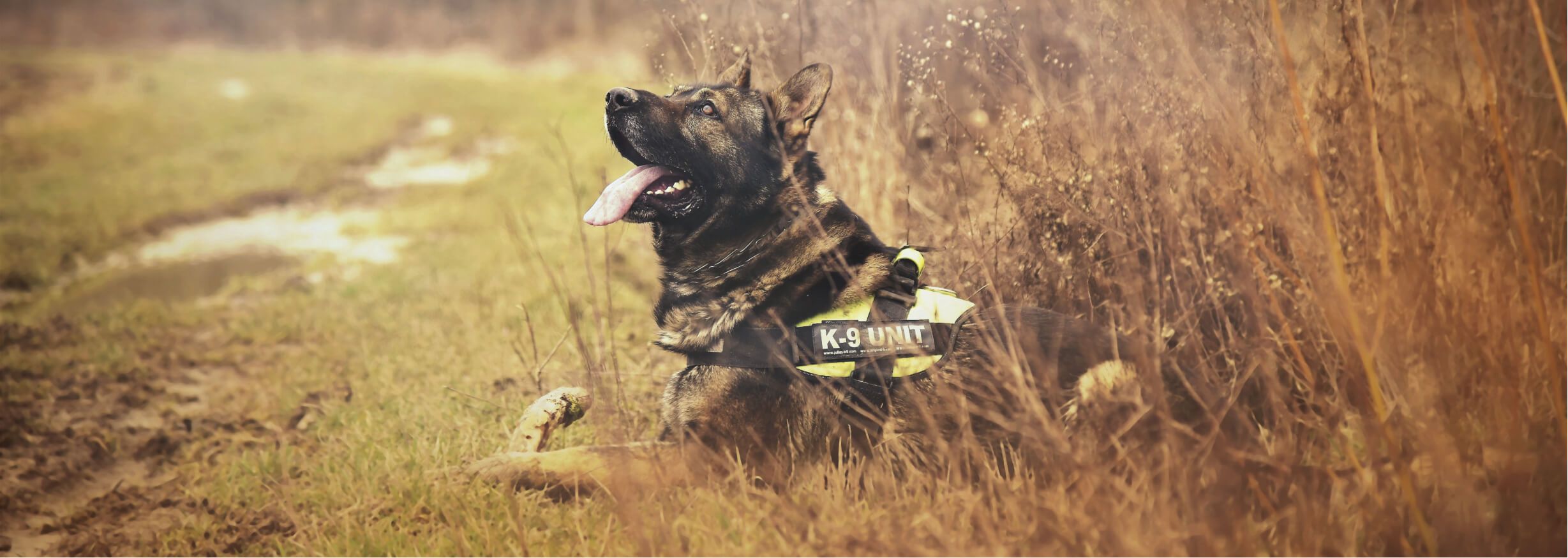 K9 Dog Wallpapers - Top Free K9 Dog Backgrounds - WallpaperAccess