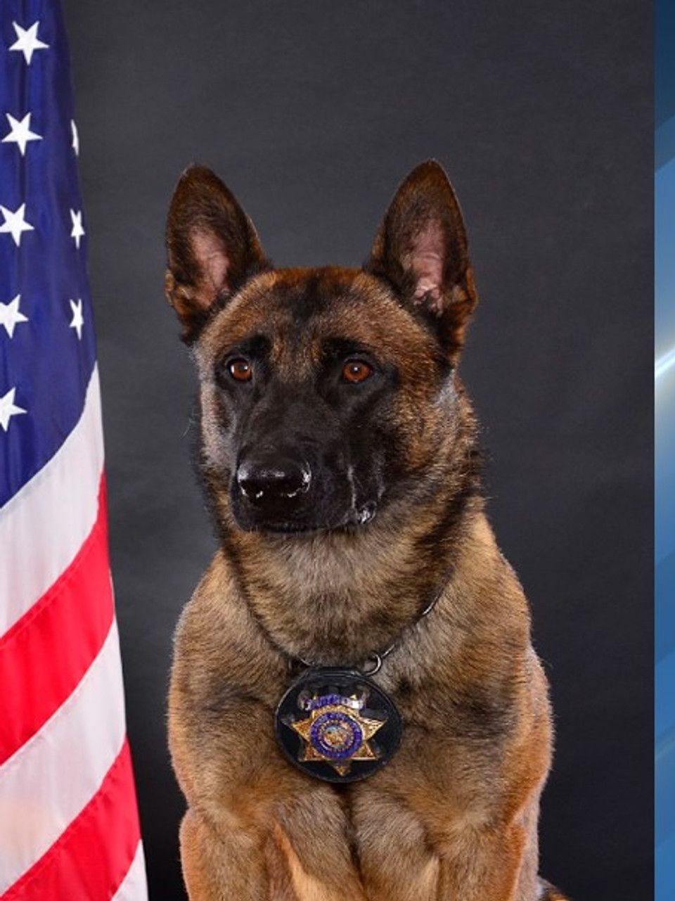 K9 Dog Wallpapers - Top Free K9 Dog Backgrounds - WallpaperAccess