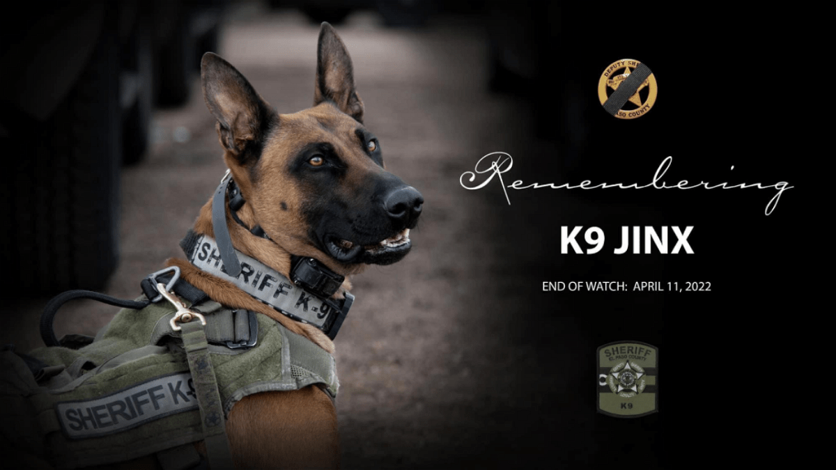 K9 Dog Wallpapers - Top Free K9 Dog Backgrounds - WallpaperAccess