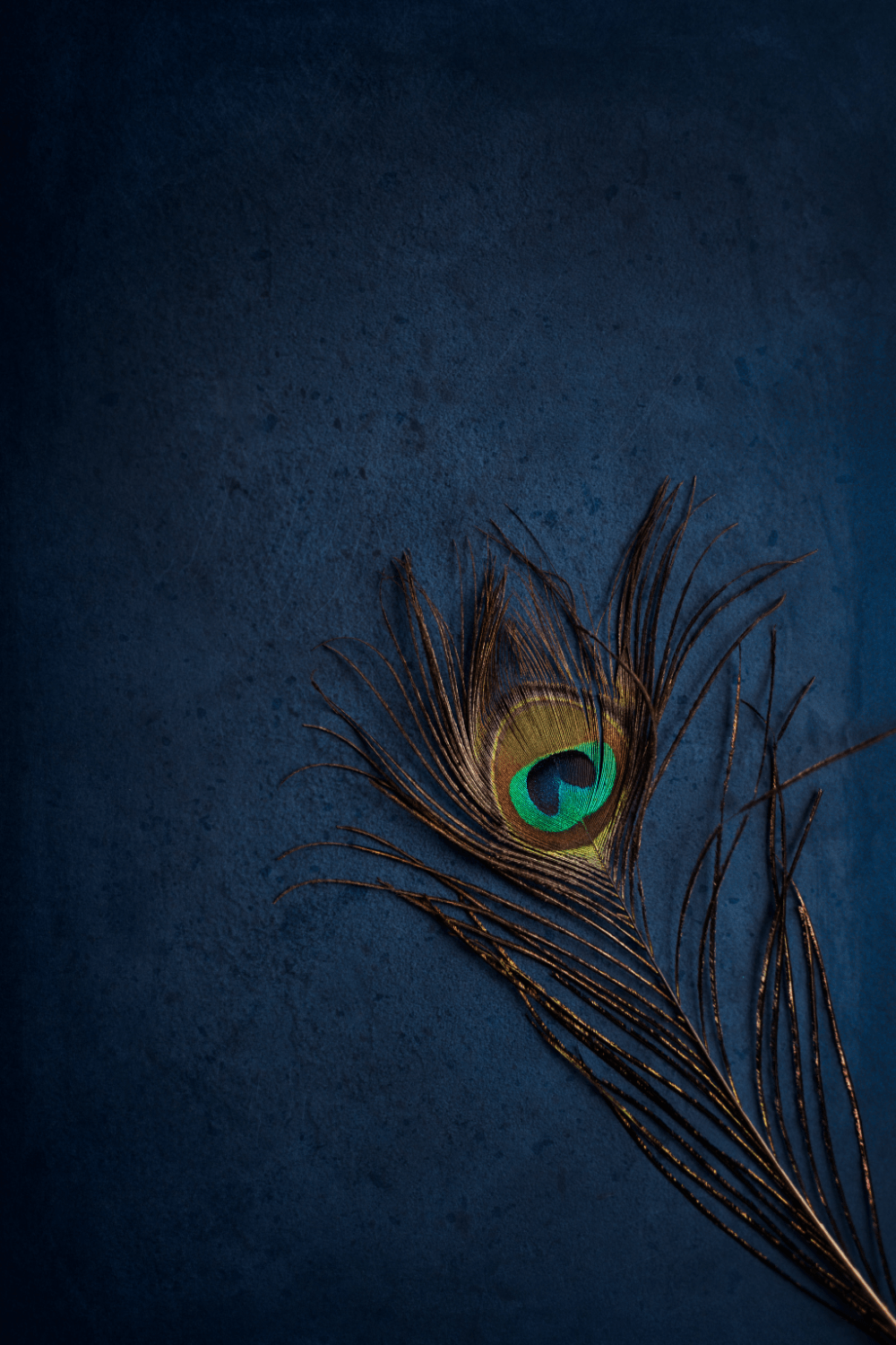 Mayur Pankh Wallpapers - Top Free Mayur Pankh Backgrounds - WallpaperAccess