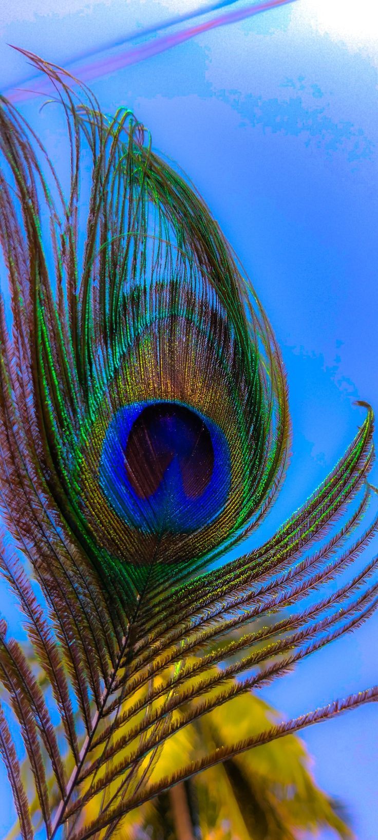 Mayur Pankh Wallpapers - Top Free Mayur Pankh Backgrounds - WallpaperAccess