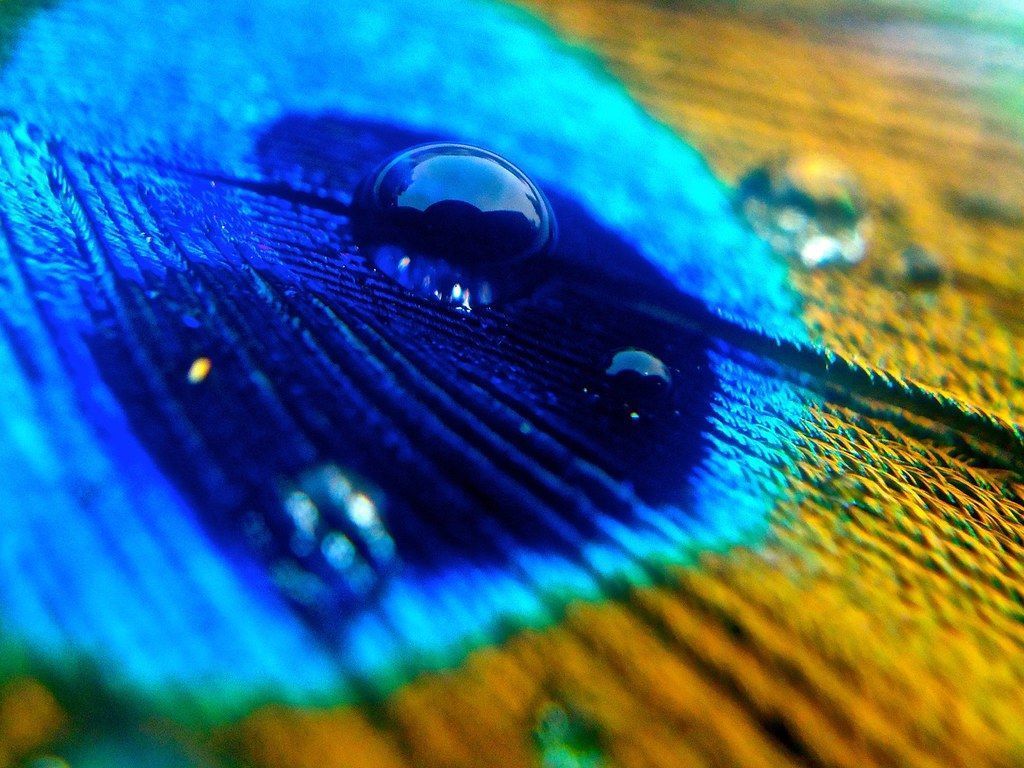 Mayur Pankh Wallpapers - Top Free Mayur Pankh Backgrounds - WallpaperAccess