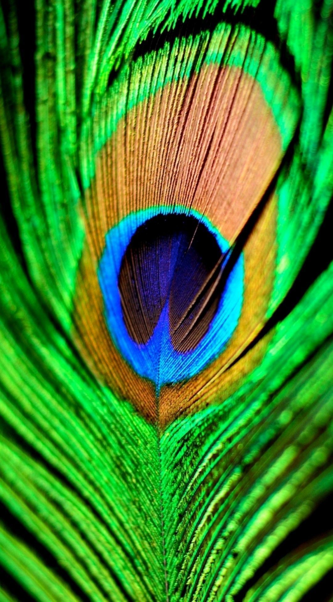 Mayur Pankh Wallpapers - Top Free Mayur Pankh Backgrounds - WallpaperAccess