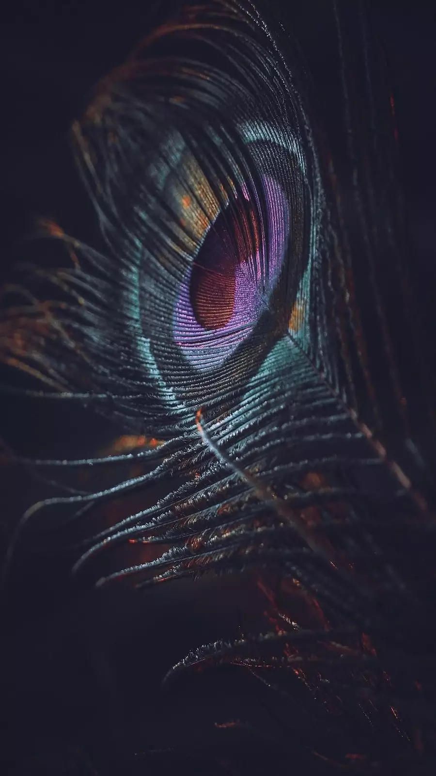 Mayur Pankh Wallpapers - Top Free Mayur Pankh Backgrounds - WallpaperAccess