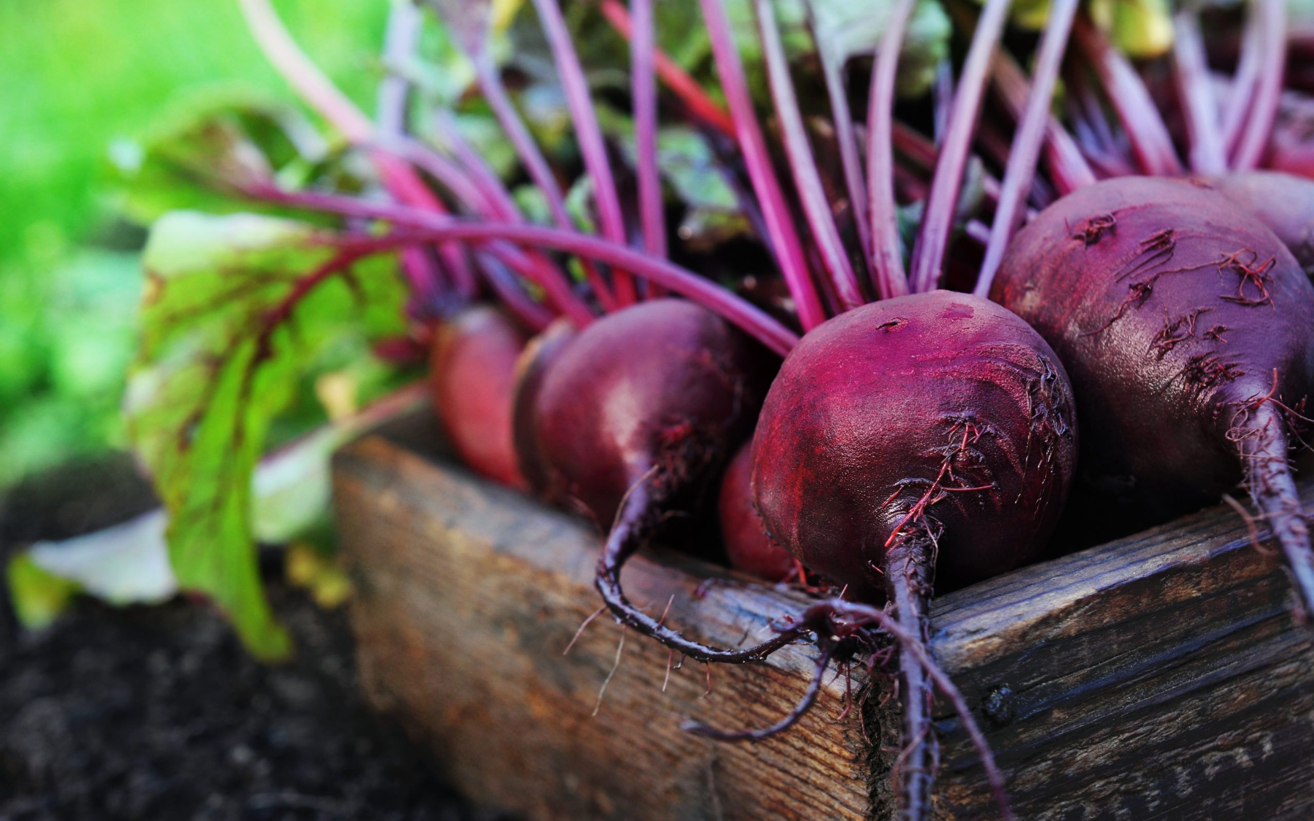 Beetroot Wallpapers - Top Free Beetroot Backgrounds - WallpaperAccess