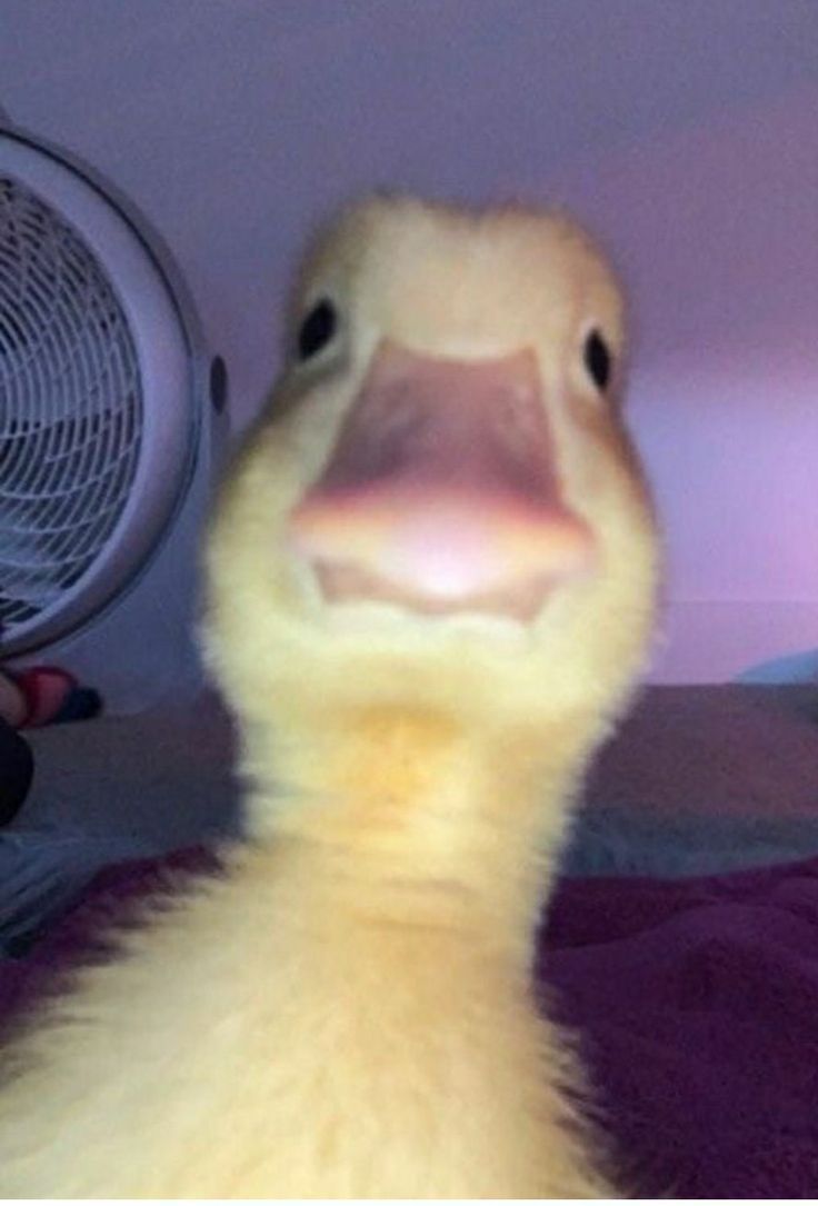 Duck Meme Wallpapers - Top Free Duck Meme Backgrounds - WallpaperAccess