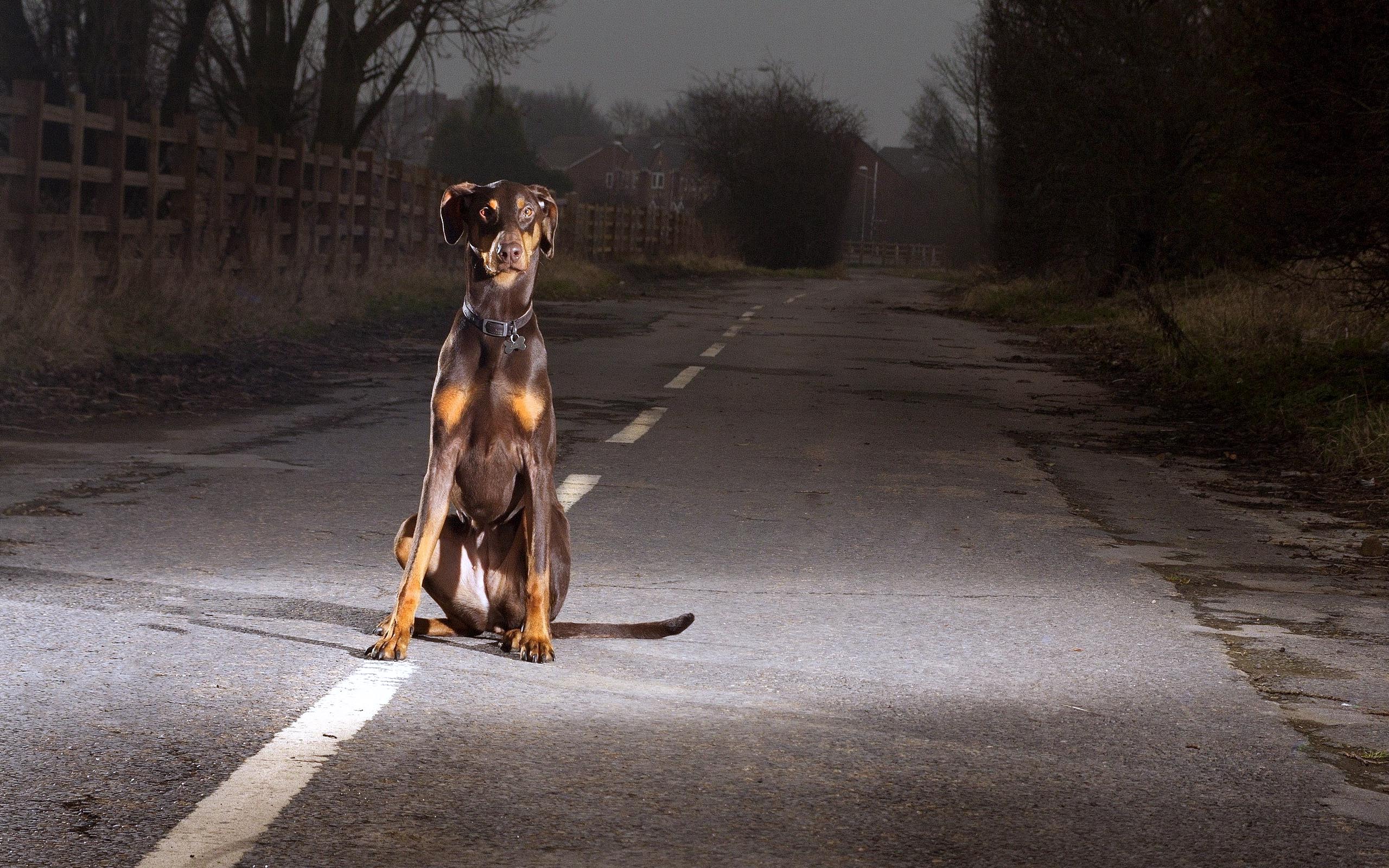 Guard Dog Wallpapers - Top Free Guard Dog Backgrounds - WallpaperAccess