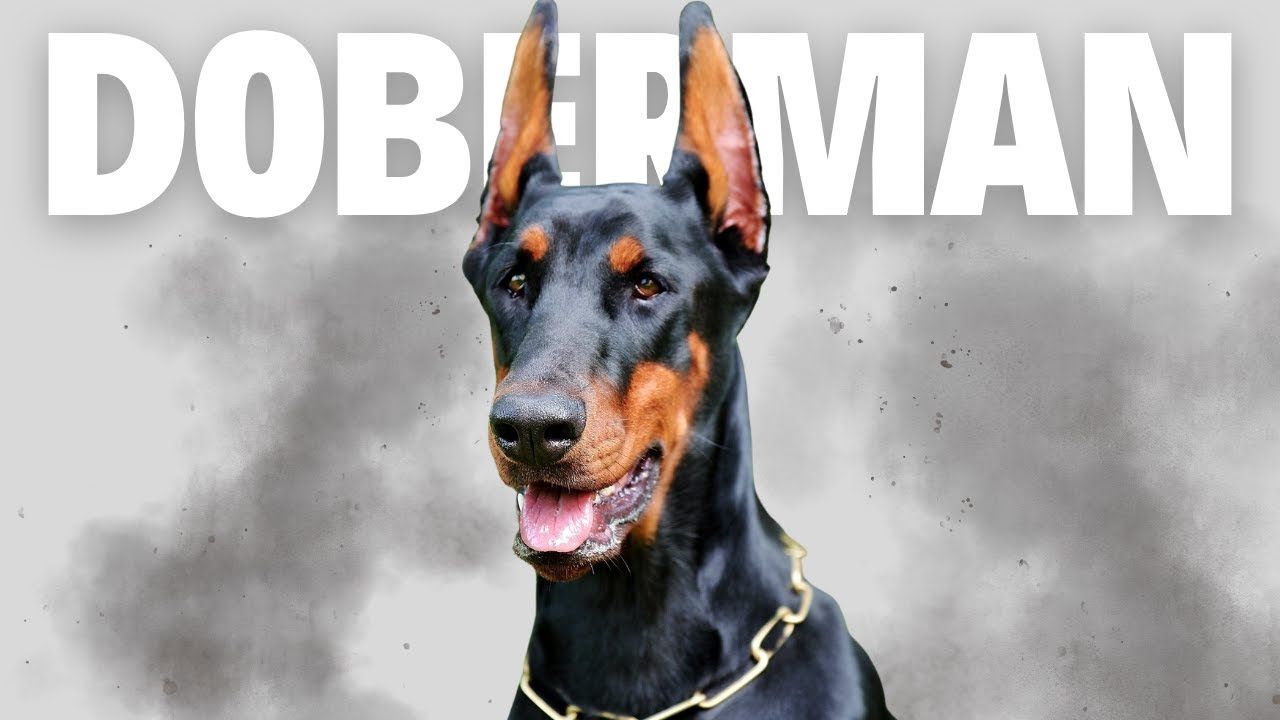 Guard Dog Wallpapers - Top Free Guard Dog Backgrounds - WallpaperAccess