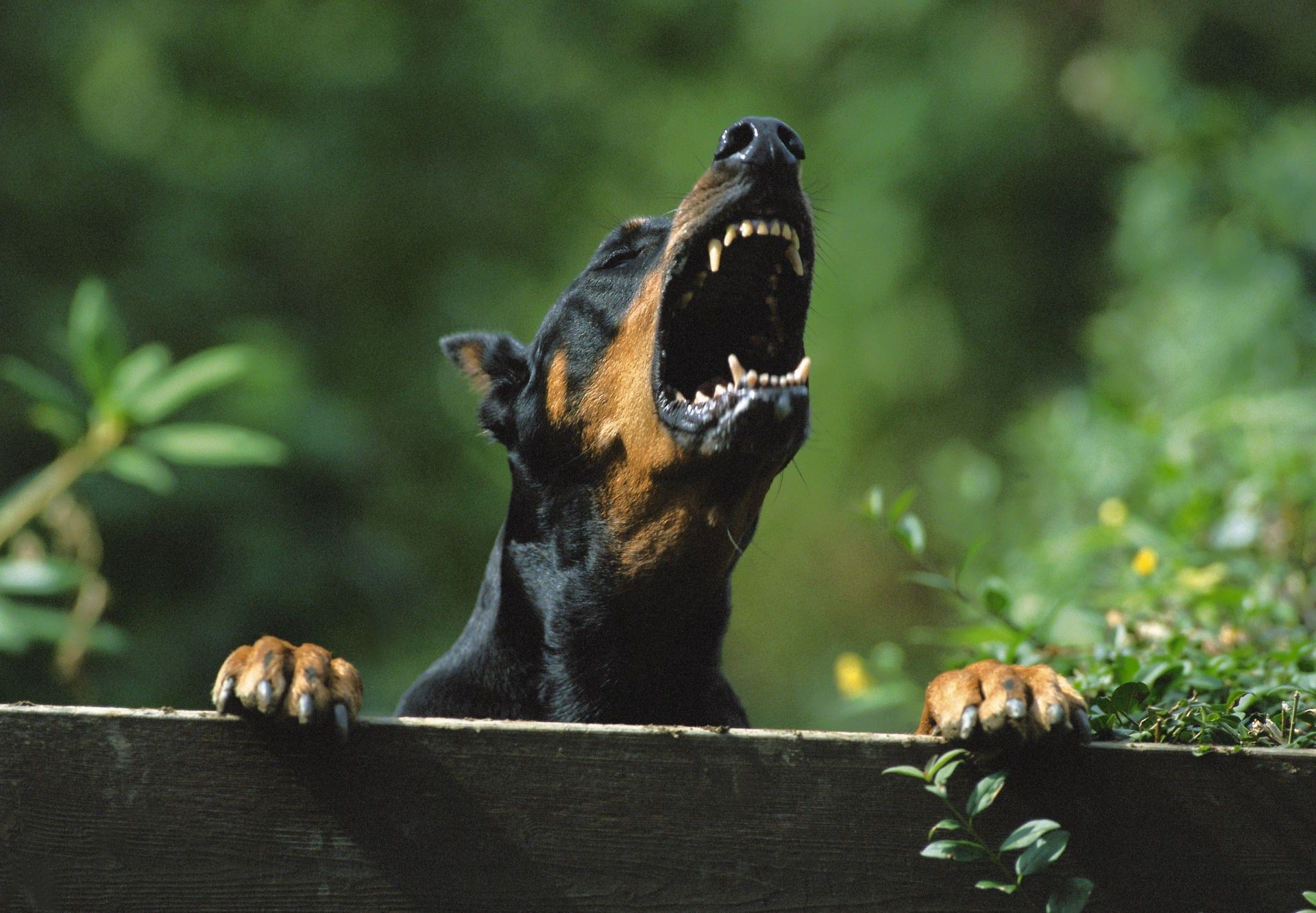 Guard Dog Wallpapers - Top Free Guard Dog Backgrounds - WallpaperAccess