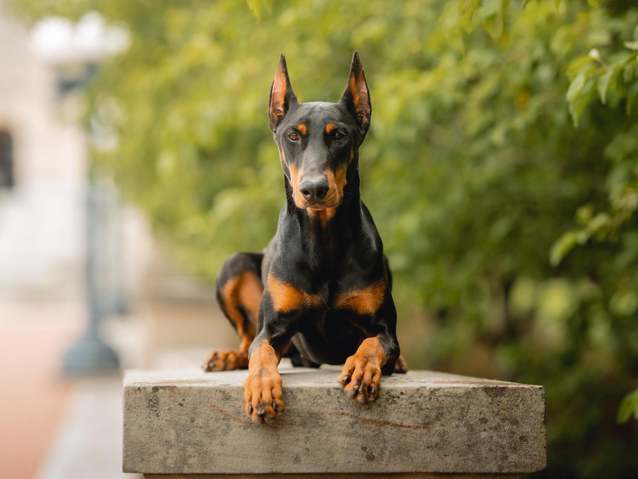 Guard Dog Wallpapers - Top Free Guard Dog Backgrounds - WallpaperAccess