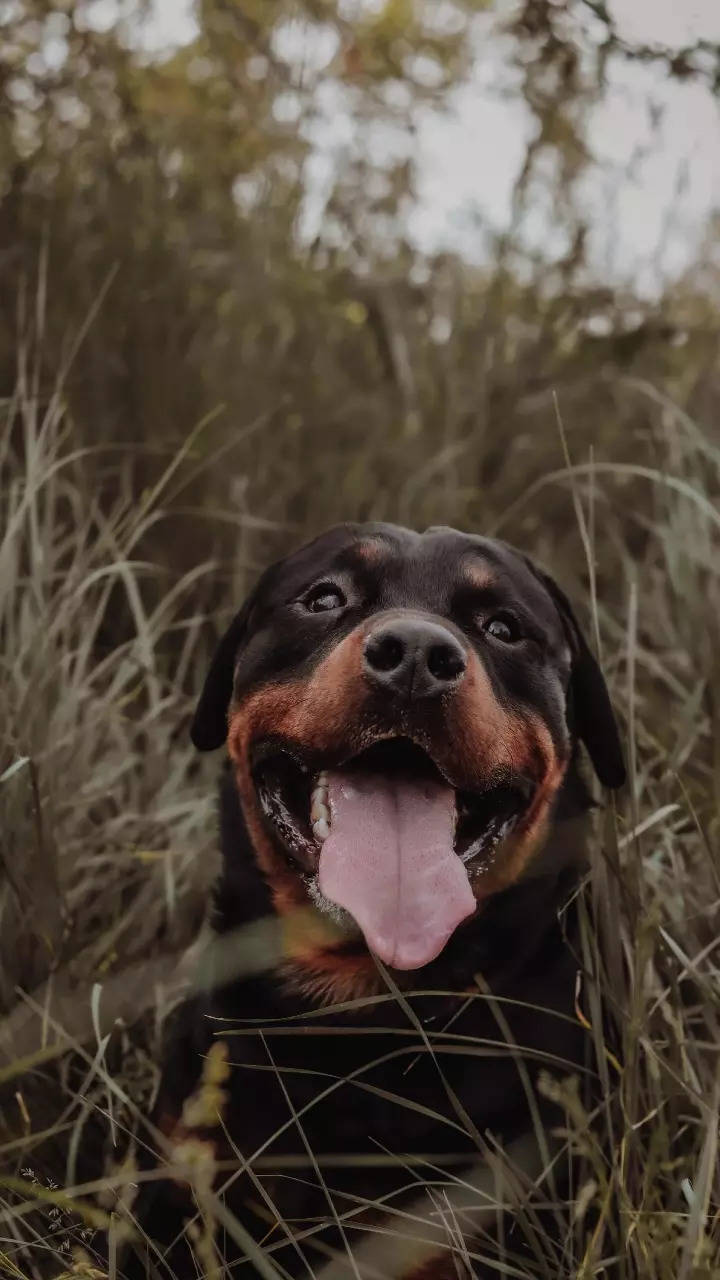 Guard Dog Wallpapers - Top Free Guard Dog Backgrounds - WallpaperAccess