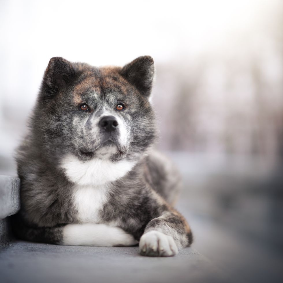 Guard Dog Wallpapers - Top Free Guard Dog Backgrounds - WallpaperAccess