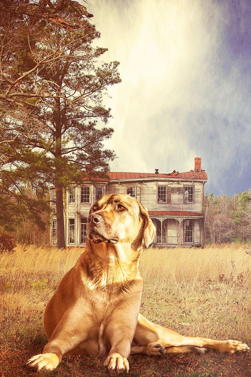 Guard Dog Wallpapers - Top Free Guard Dog Backgrounds - WallpaperAccess