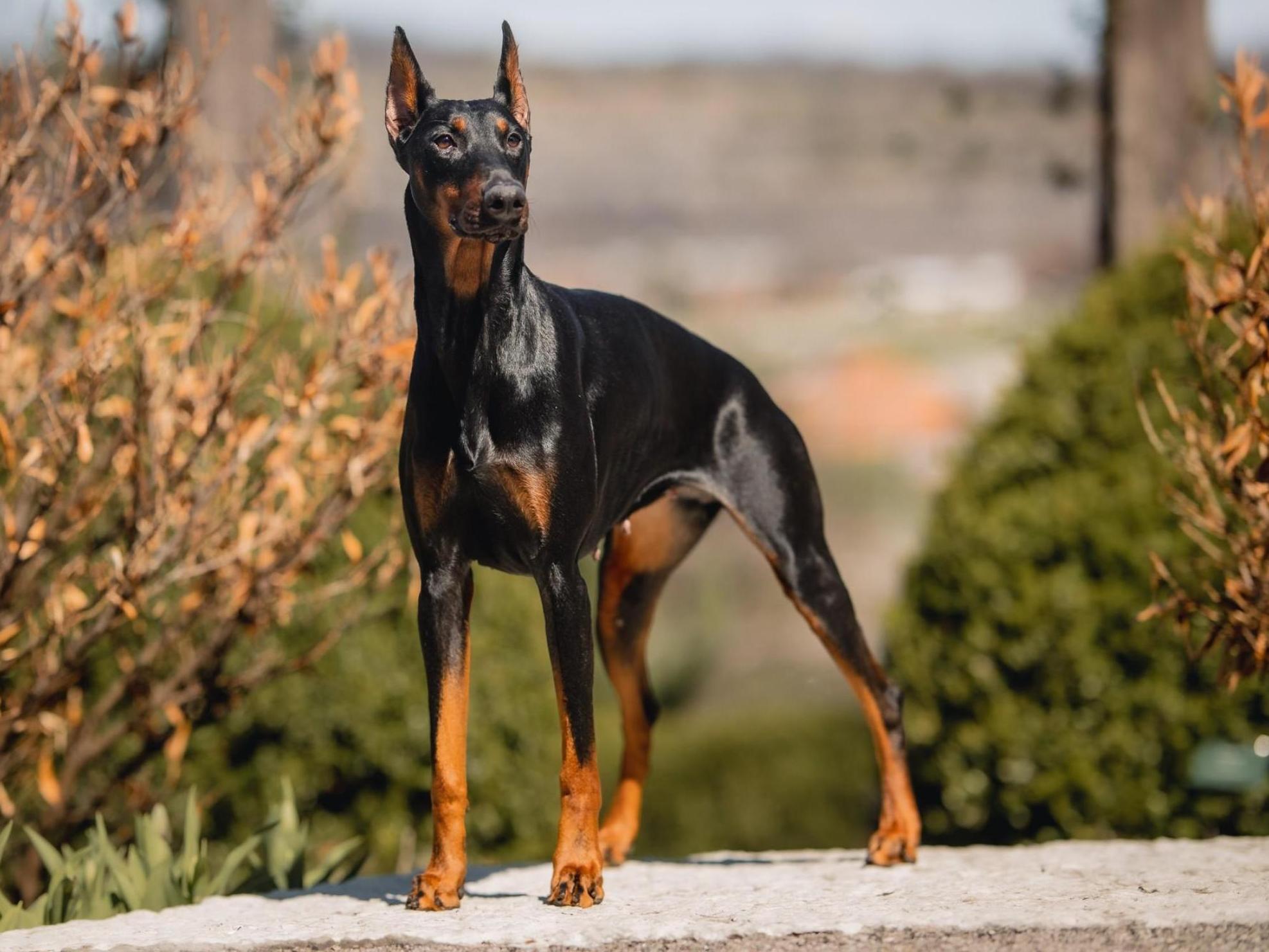 Guard Dog Wallpapers - Top Free Guard Dog Backgrounds - WallpaperAccess