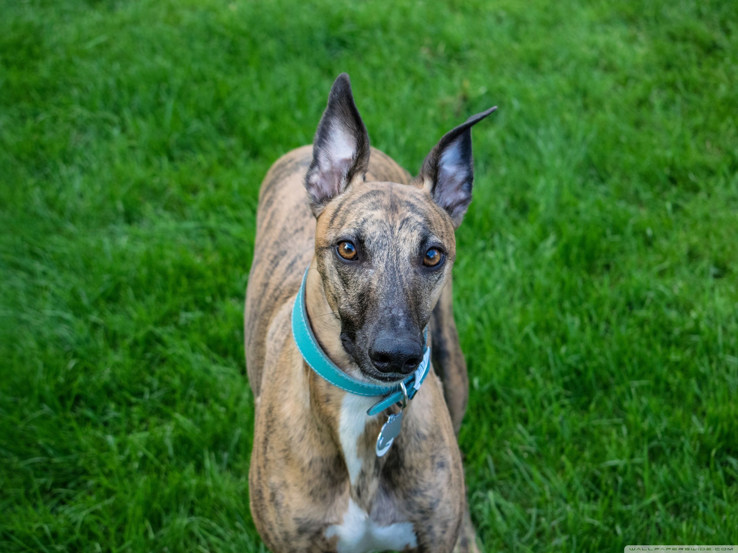 Guard Dog Wallpapers - Top Free Guard Dog Backgrounds - WallpaperAccess