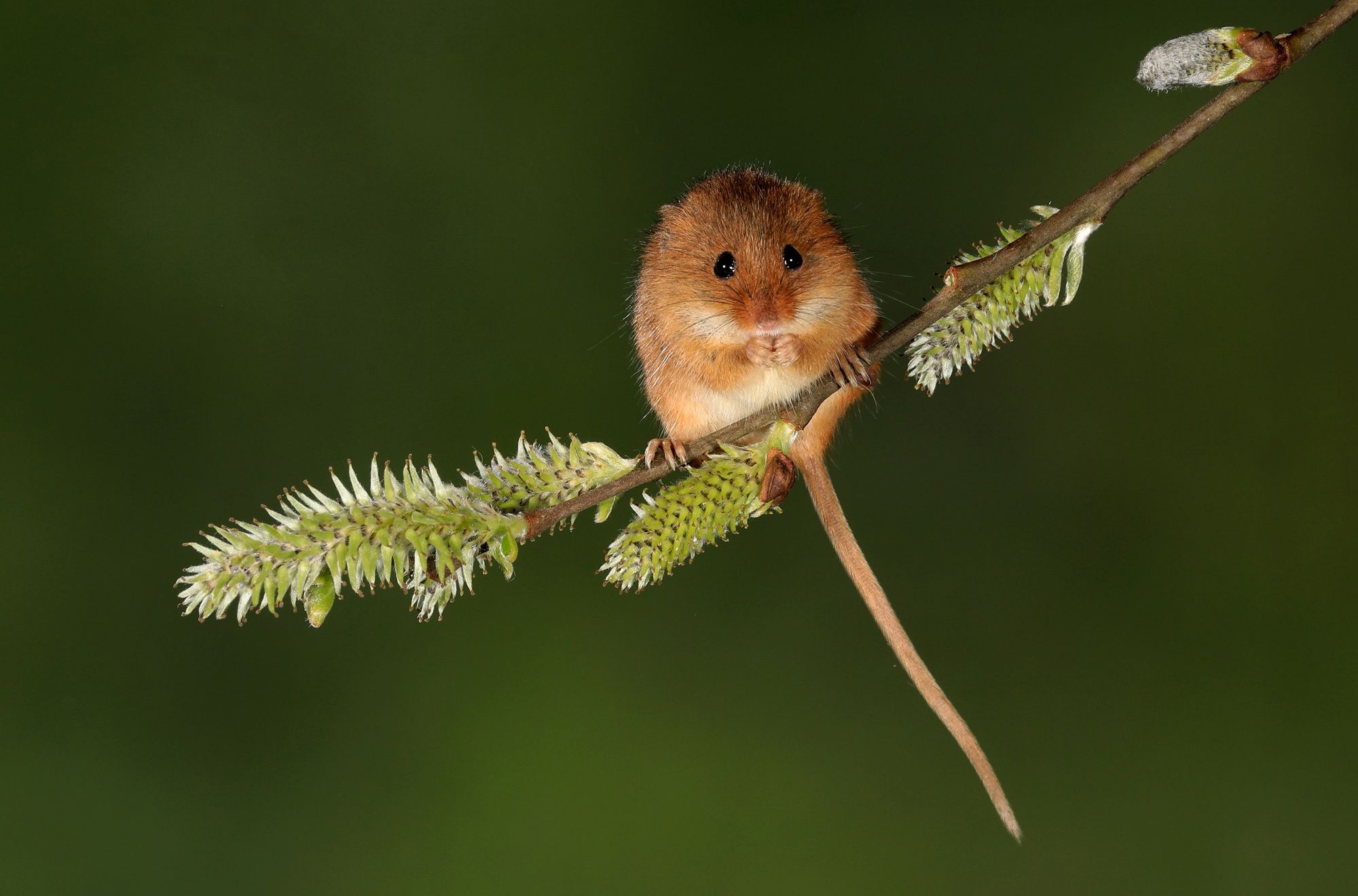 Rodent Wallpapers - Top Free Rodent Backgrounds - WallpaperAccess