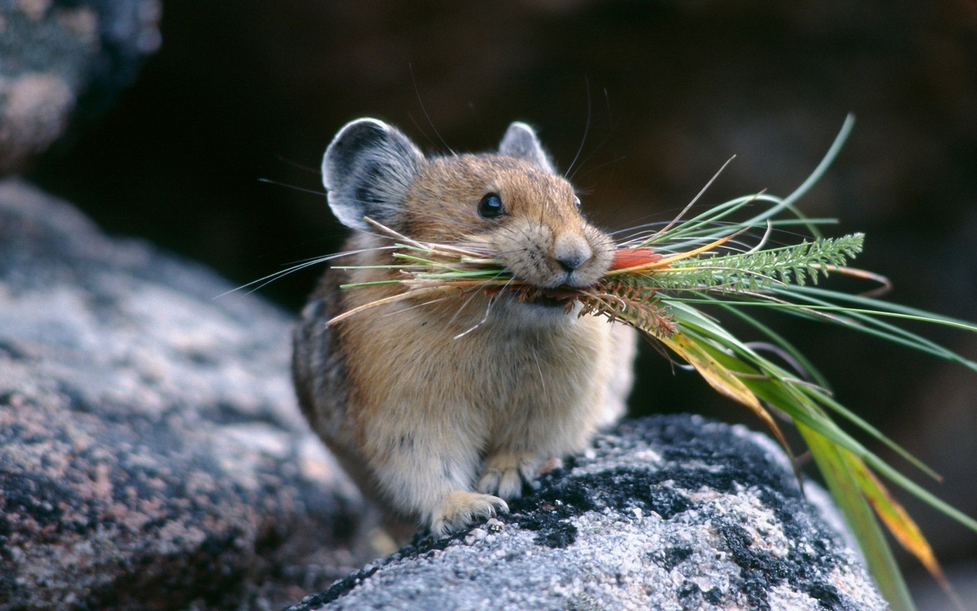 Rodent Wallpapers - Top Free Rodent Backgrounds - WallpaperAccess