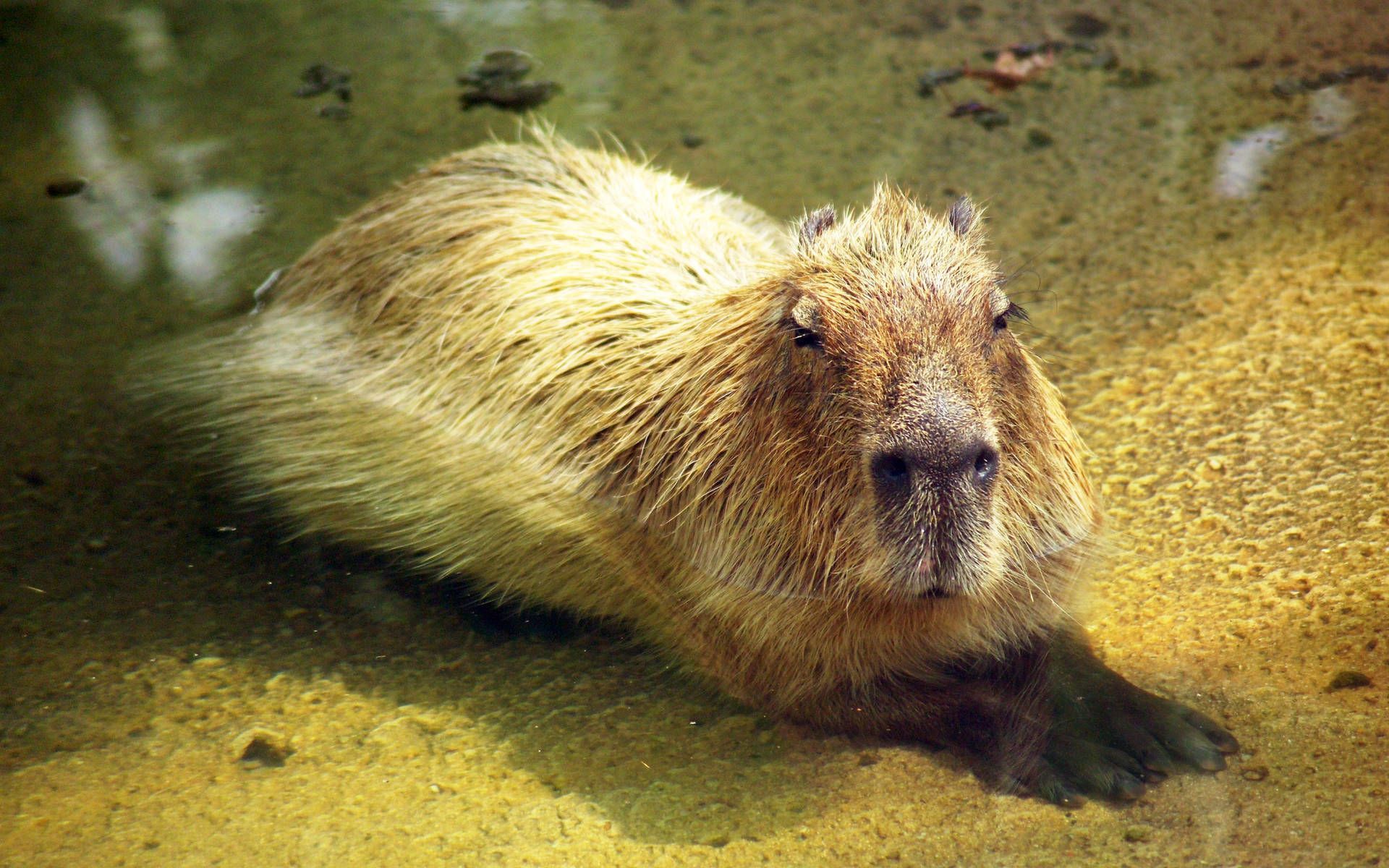 Rodent Wallpapers - Top Free Rodent Backgrounds - WallpaperAccess