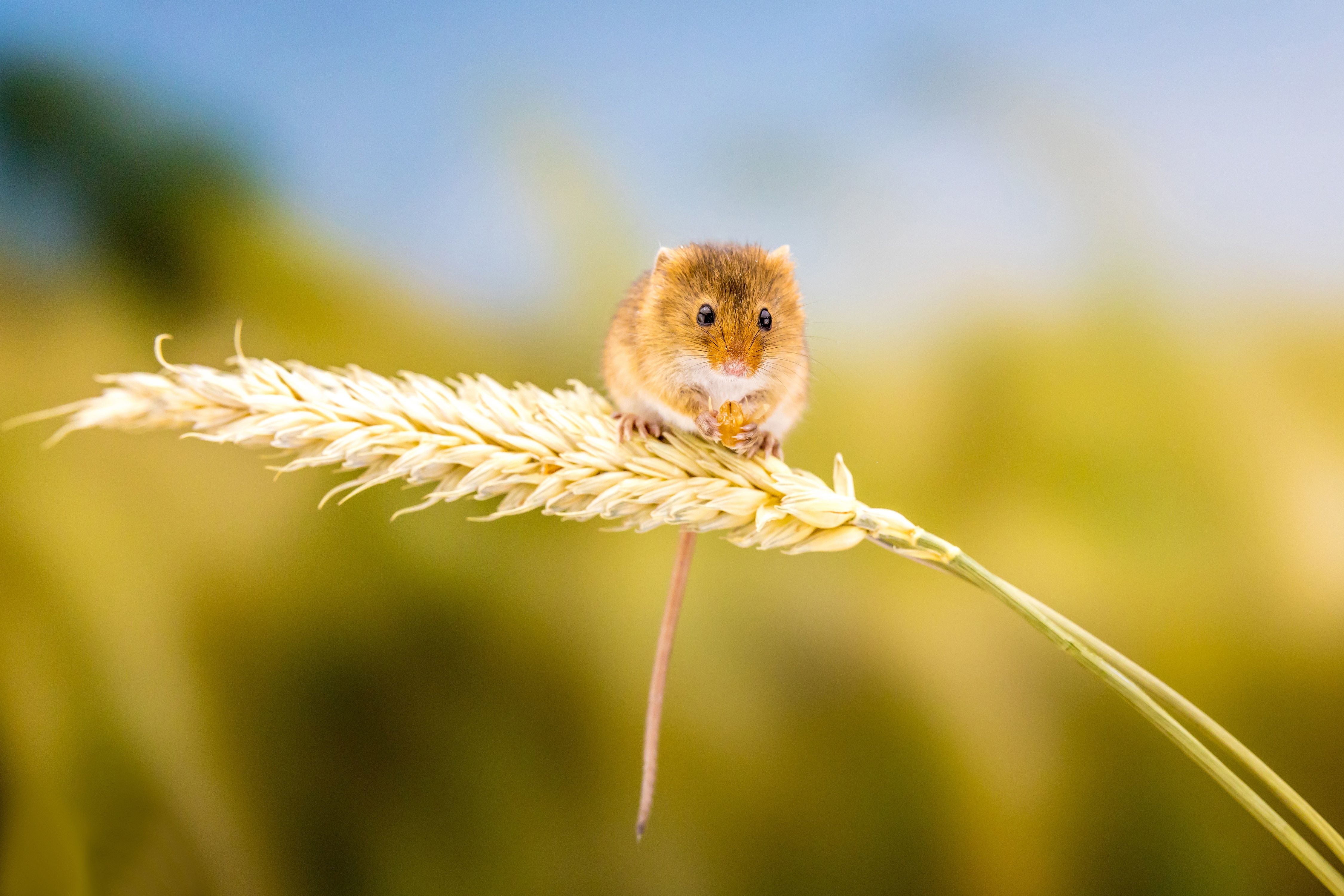 Rodent Wallpapers - Top Free Rodent Backgrounds - WallpaperAccess