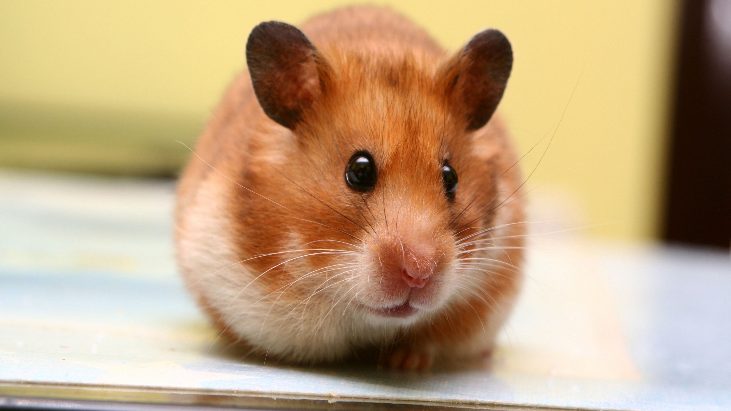 Rodent Wallpapers - Top Free Rodent Backgrounds - WallpaperAccess