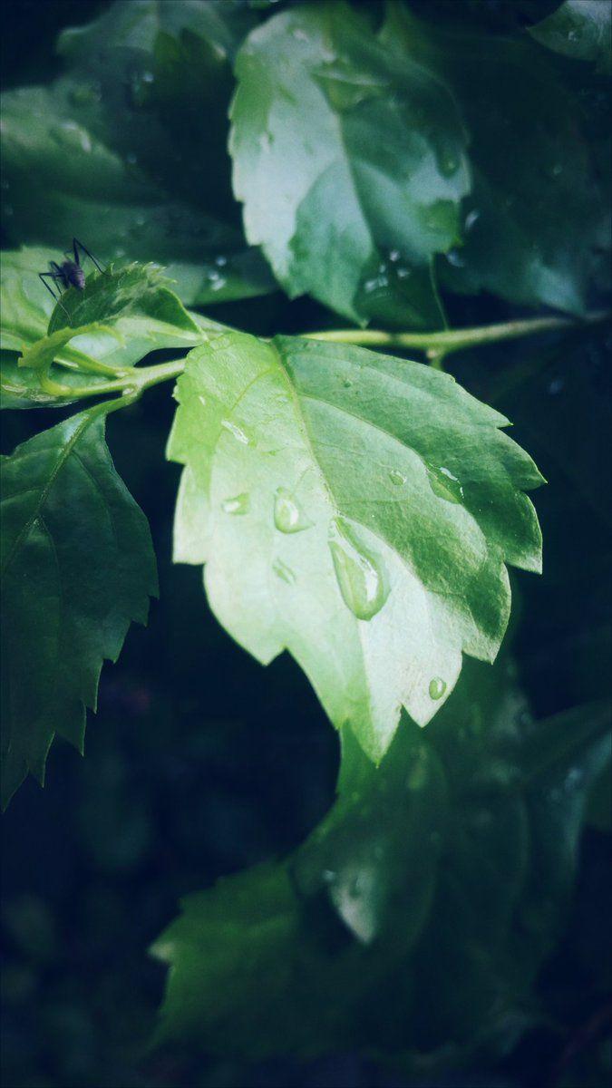 Green VSCO Wallpapers - Top Free Green VSCO Backgrounds - WallpaperAccess