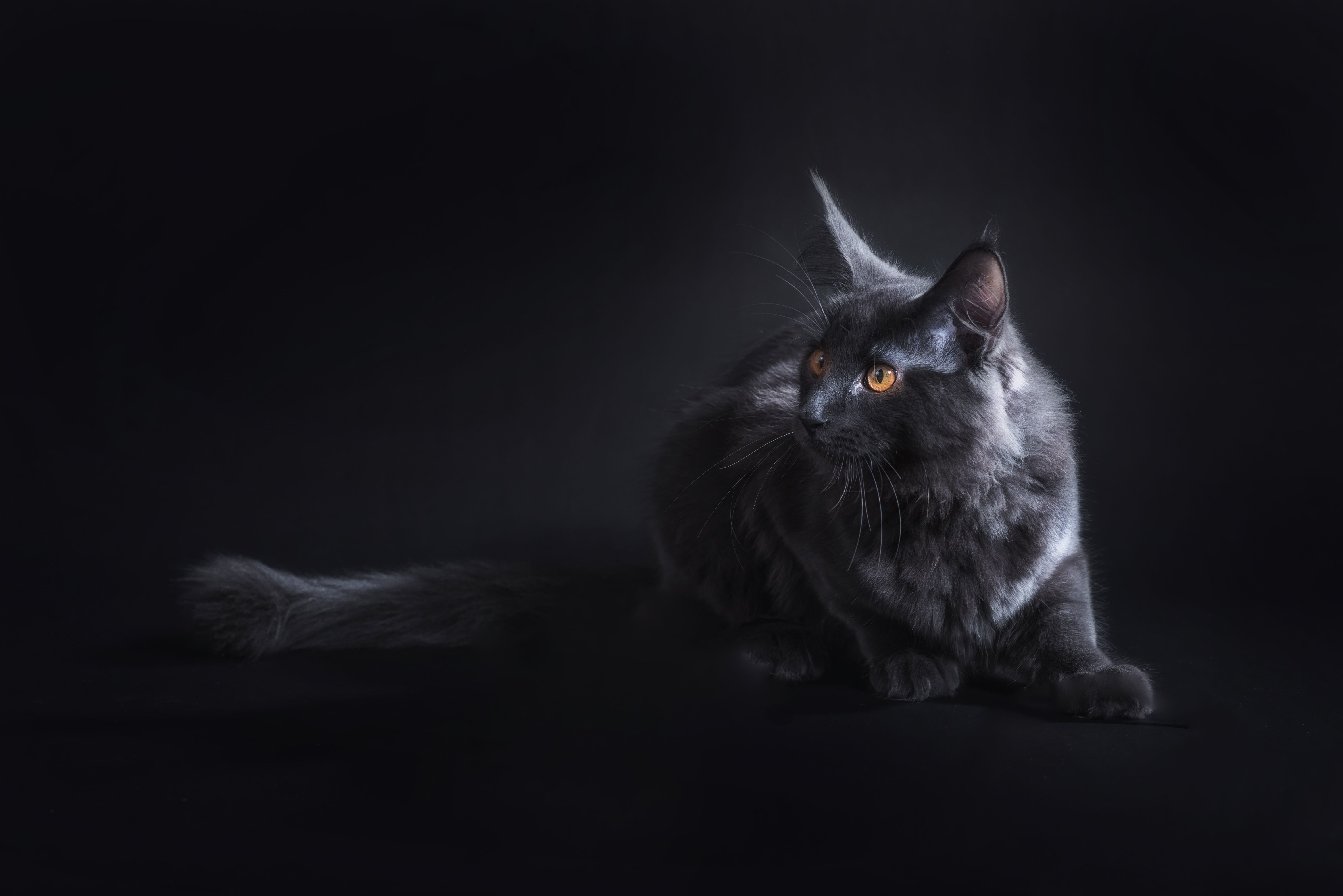 Black Cat 4k Wallpapers - Top Free Black Cat 4k Backgrounds ...