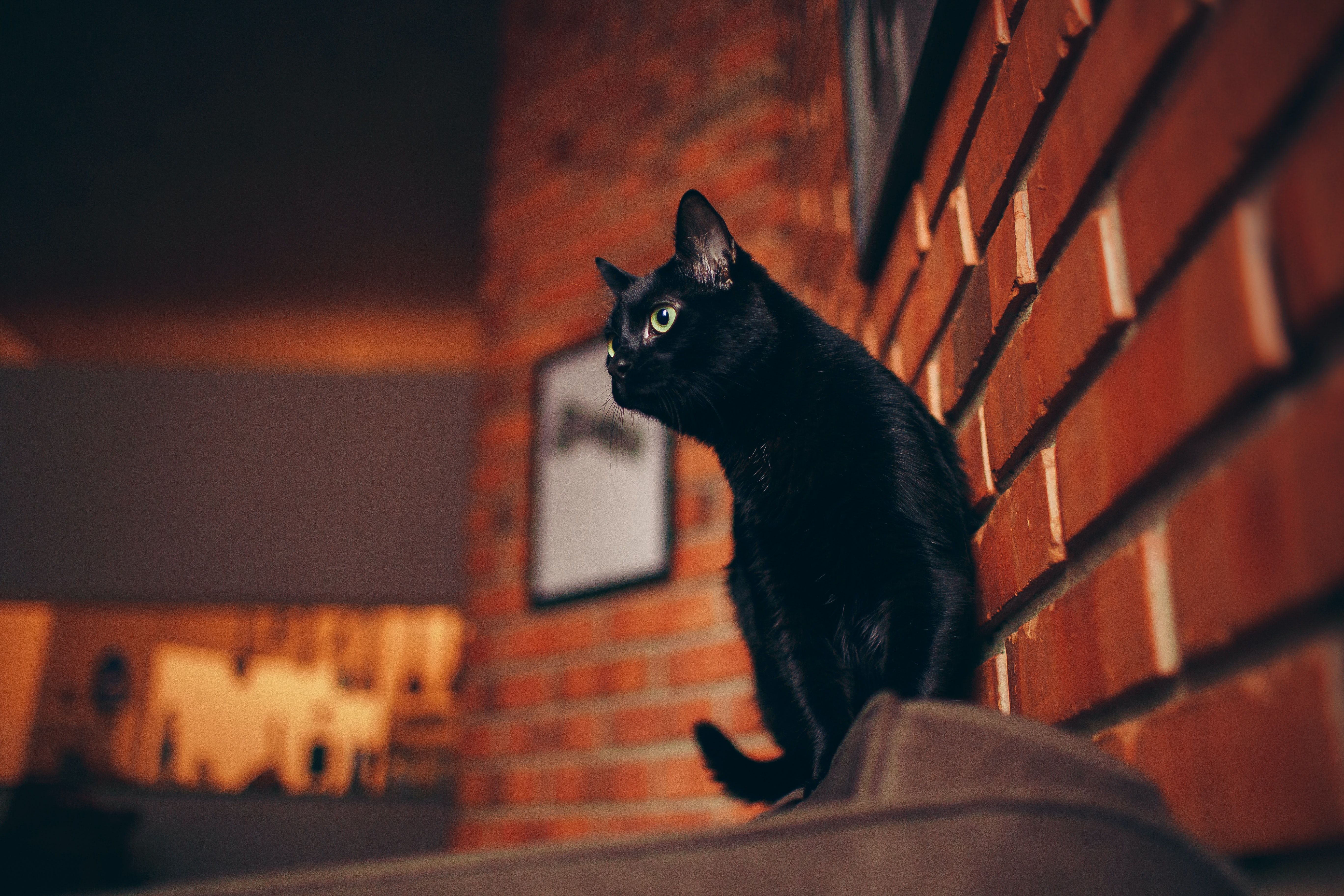 Black Cat 4k Wallpapers - Top Free Black Cat 4k Backgrounds ...