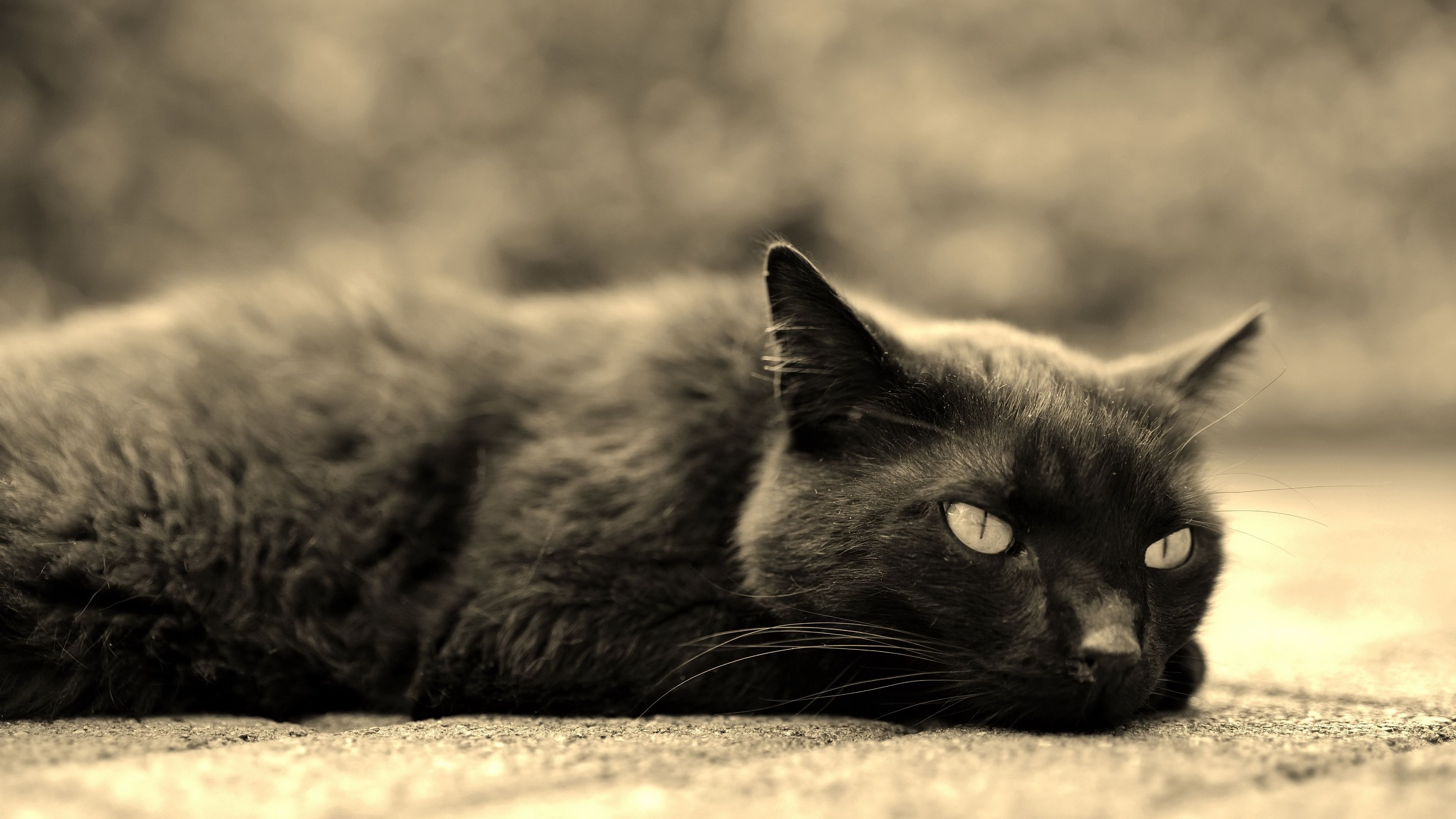 Black Cat 4k Wallpapers - Top Free Black Cat 4k Backgrounds ...