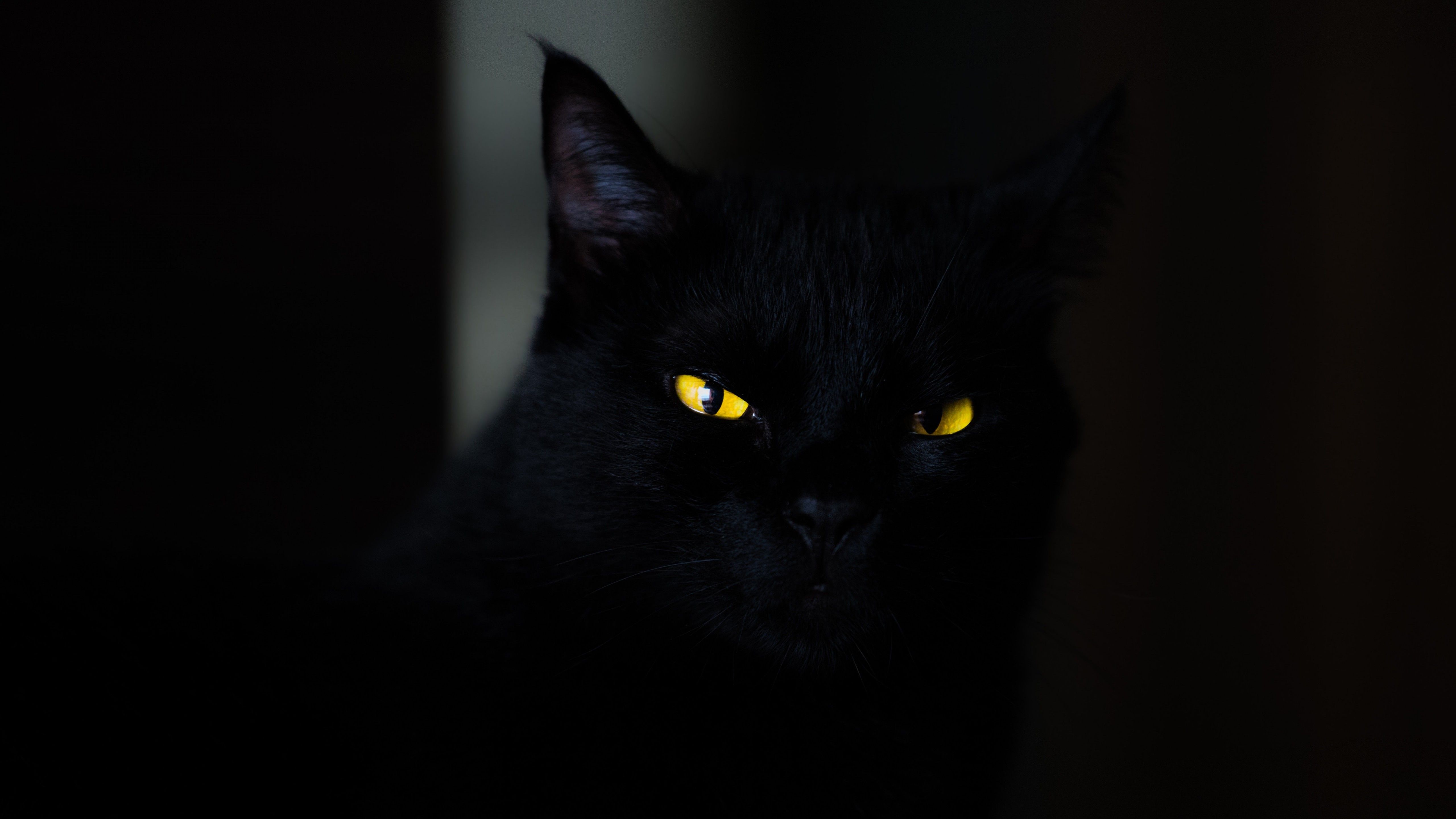 Black Cat 4k Wallpapers - Top Free Black Cat 4k Backgrounds ...