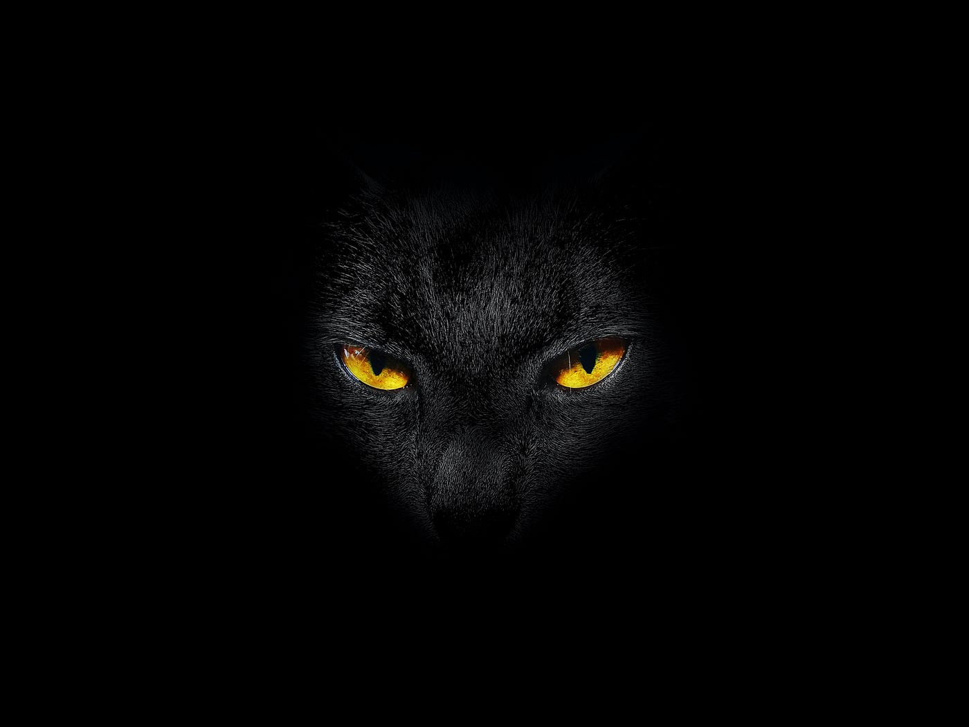 Black Cat 4k Wallpapers - Top Free Black Cat 4k Backgrounds ...