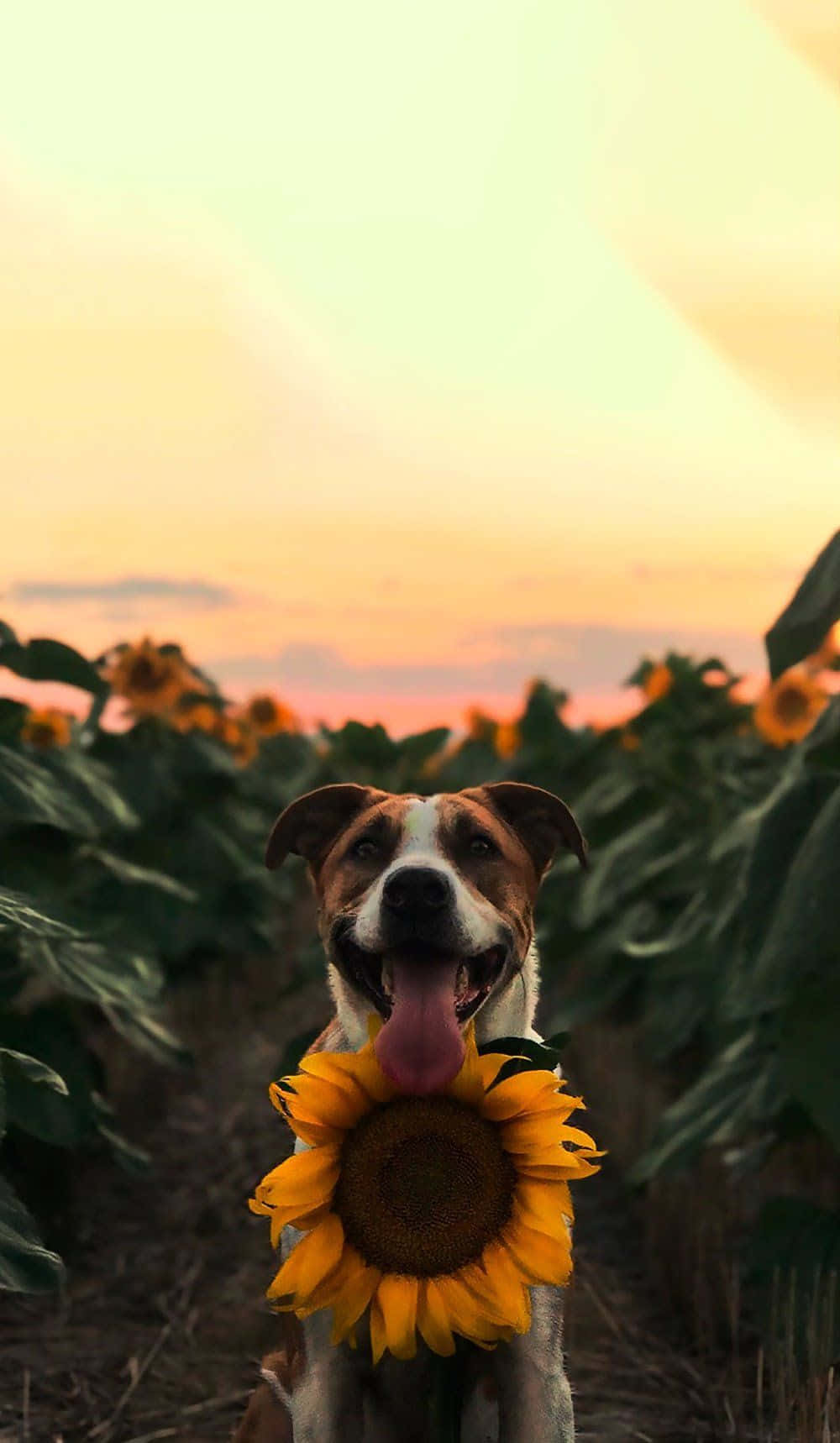 Puppy Aesthetic Wallpapers - Top Free Puppy Aesthetic Backgrounds ...
