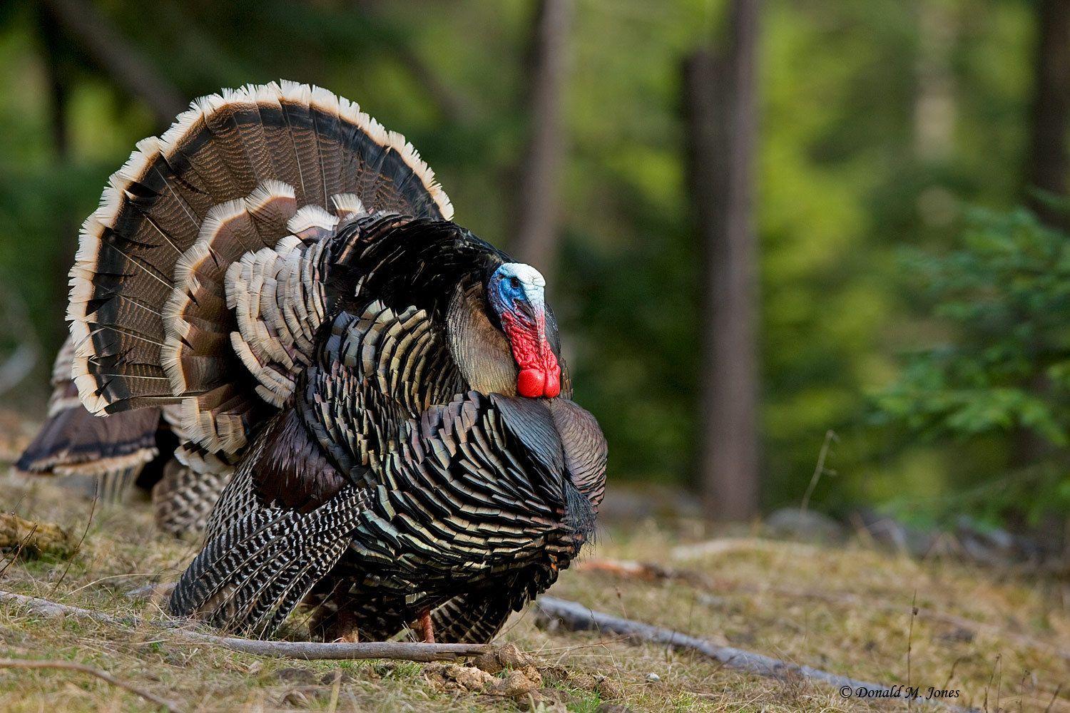 Turkey Hunting Wallpapers - Top Free Turkey Hunting Backgrounds ...