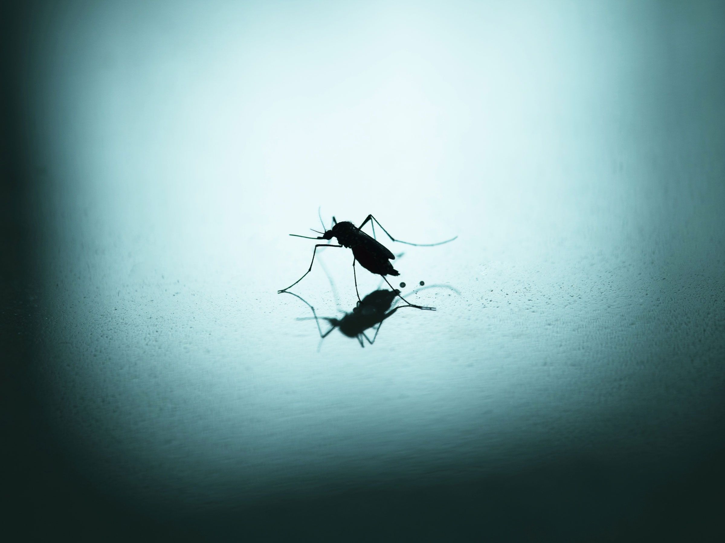 Malaria Wallpapers - Top Free Malaria Backgrounds - WallpaperAccess