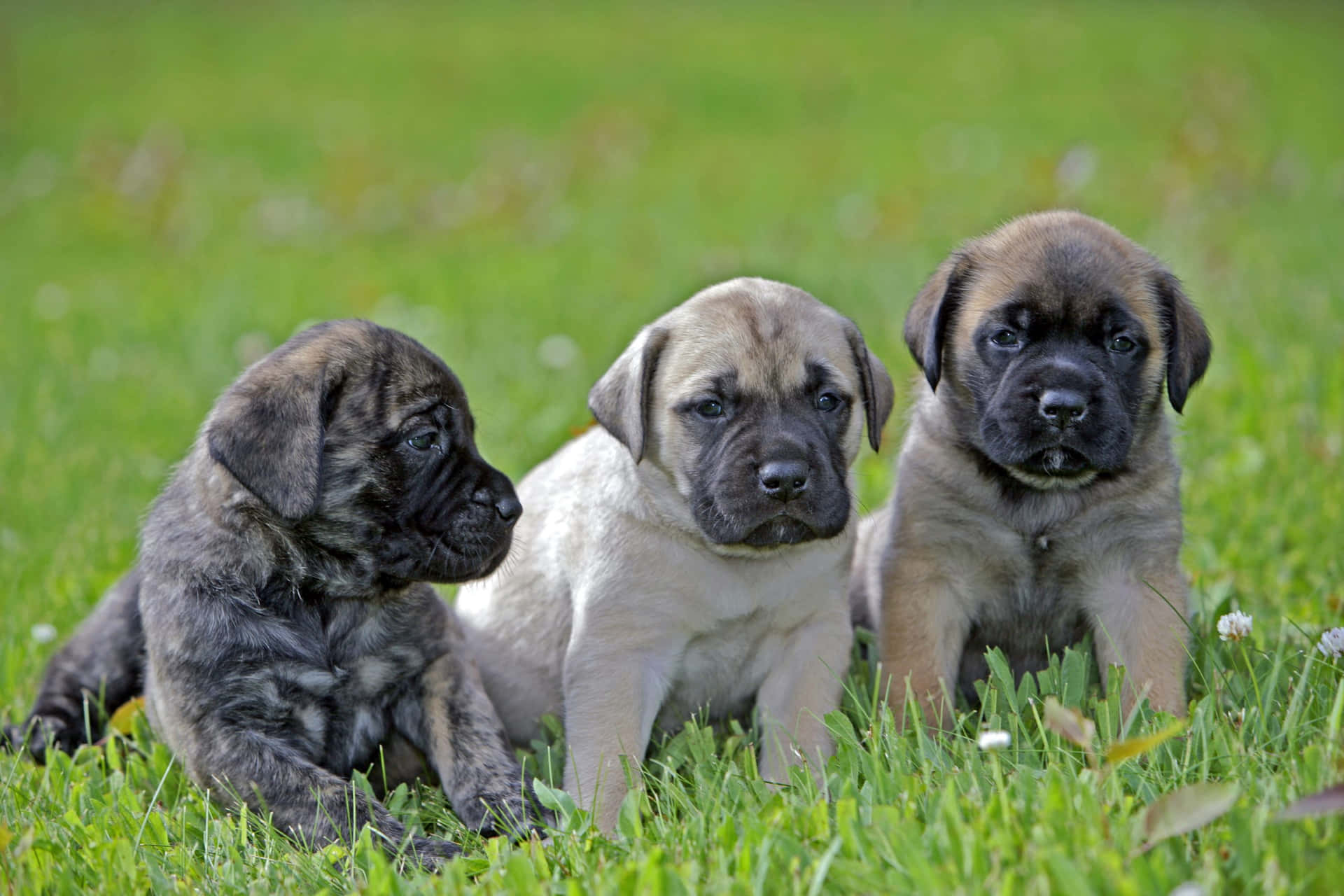 English Mastiff Wallpapers - Top Free English Mastiff Backgrounds ...