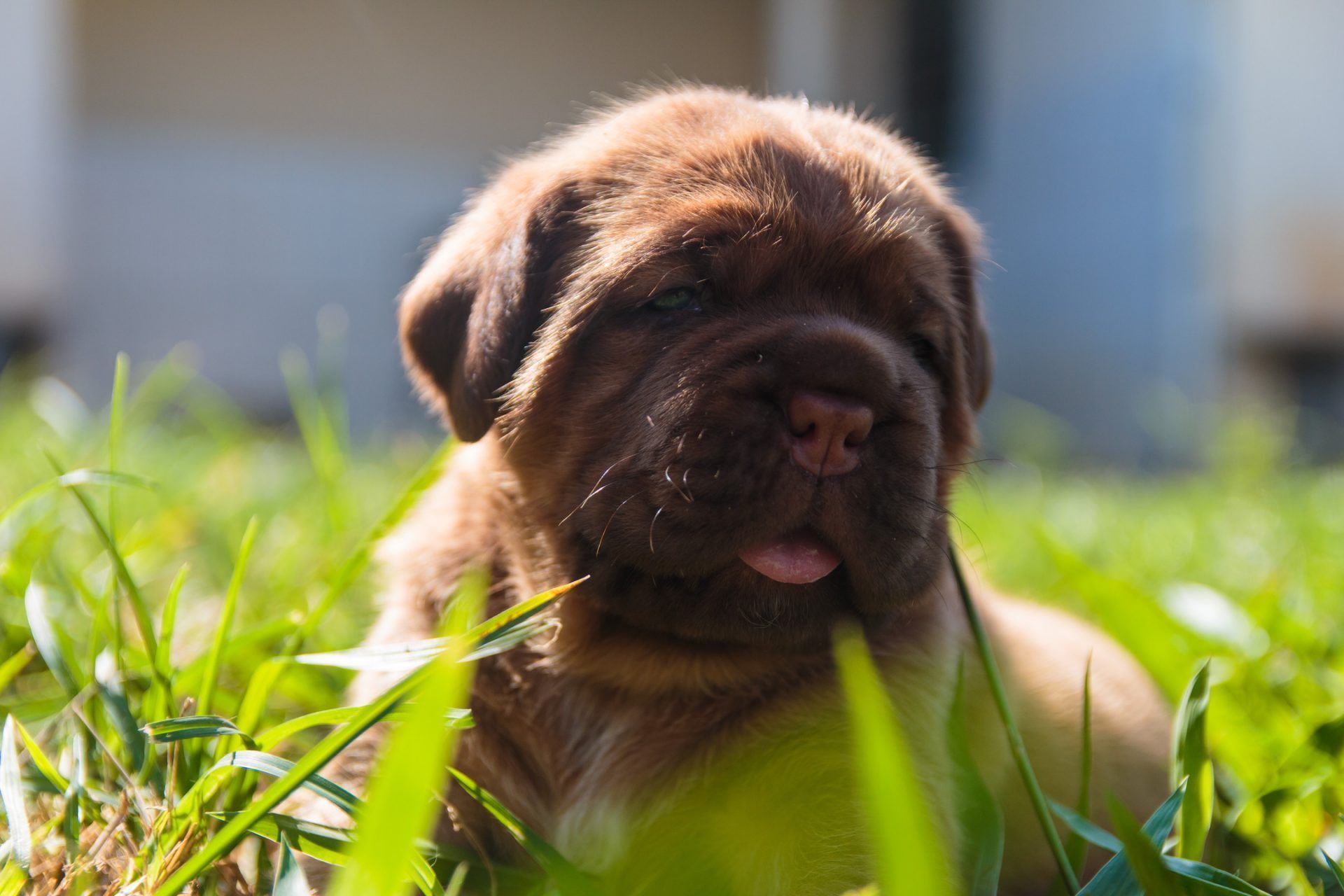 English Mastiff Wallpapers - Top Free English Mastiff Backgrounds ...