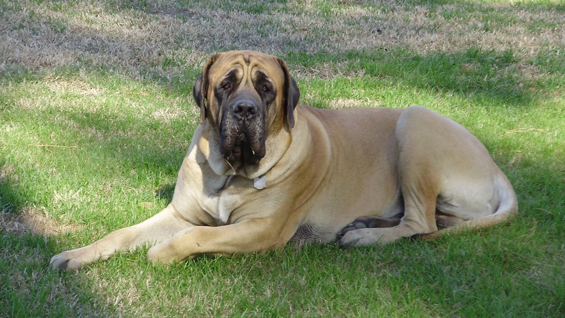 English Mastiff Wallpapers - Top Free English Mastiff Backgrounds ...