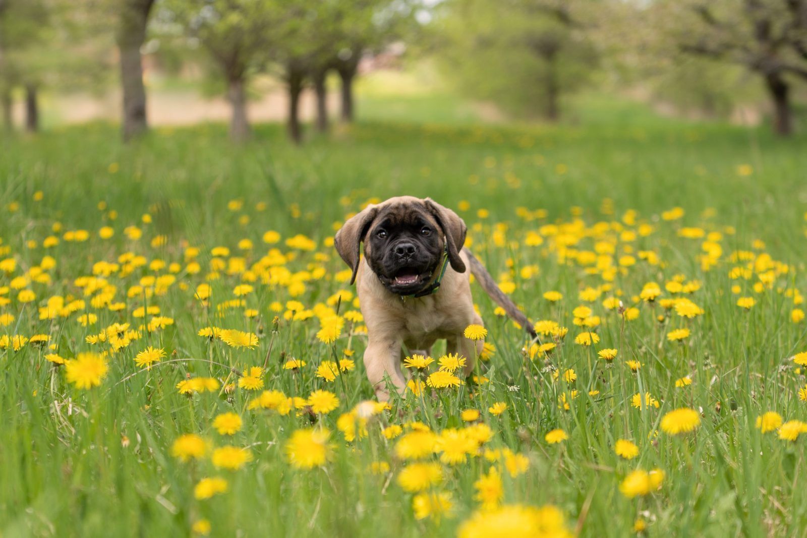 English Mastiff Wallpapers - Top Free English Mastiff Backgrounds ...
