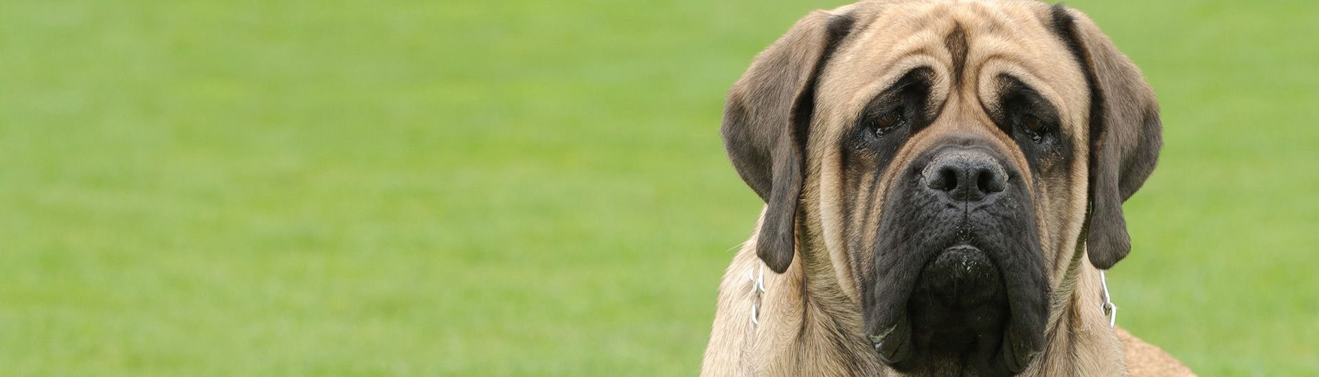 English Mastiff Wallpapers - Top Free English Mastiff Backgrounds ...