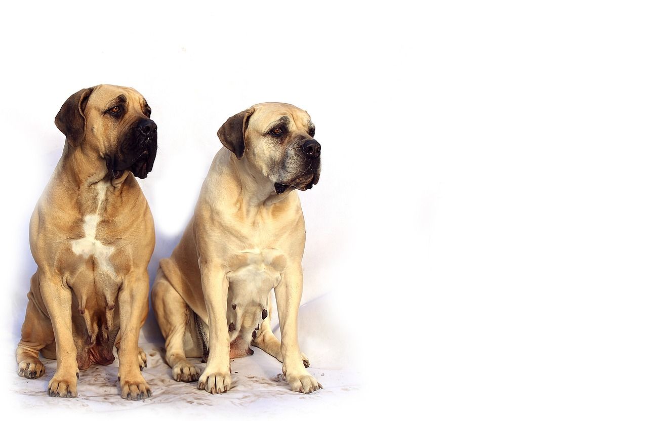 English Mastiff Wallpapers - Top Free English Mastiff Backgrounds ...