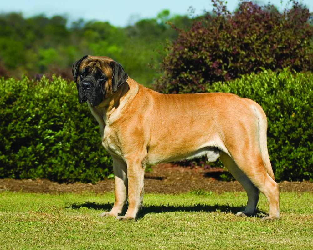 English Mastiff Wallpapers - Top Free English Mastiff Backgrounds ...