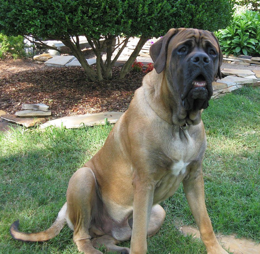 English Mastiff Wallpapers - Top Free English Mastiff Backgrounds ...