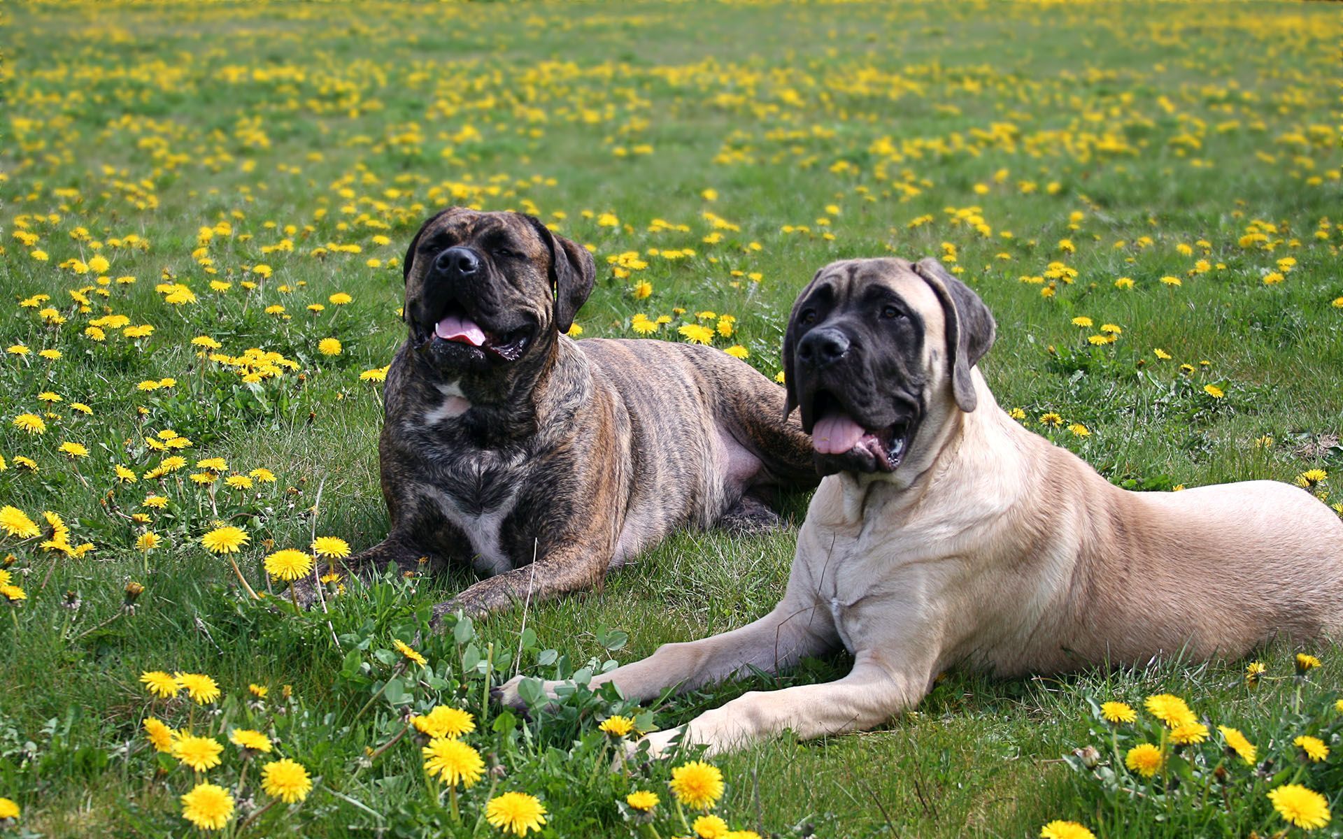 English Mastiff Wallpapers - Top Free English Mastiff Backgrounds ...