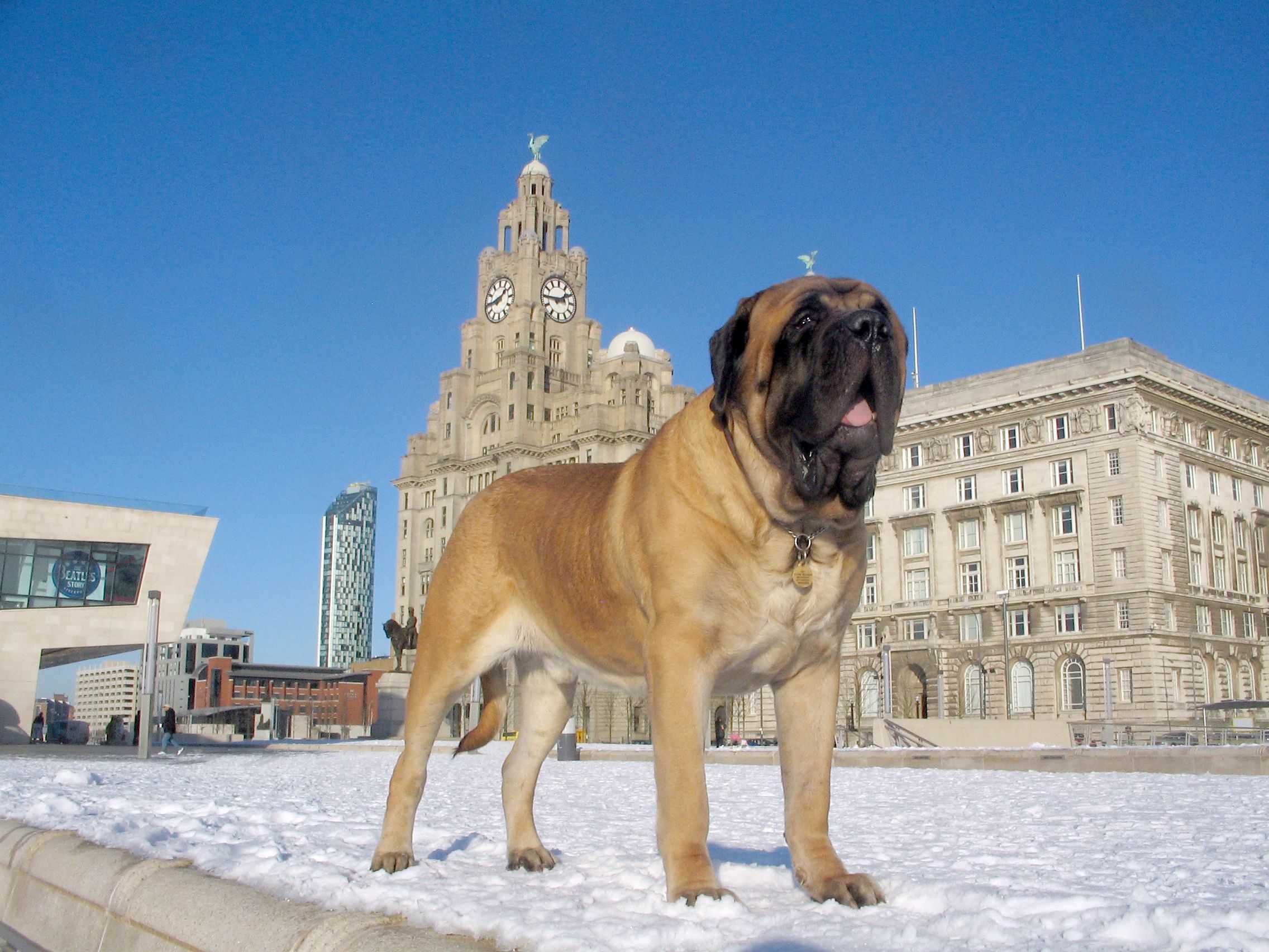 English Mastiff Wallpapers - Top Free English Mastiff Backgrounds ...