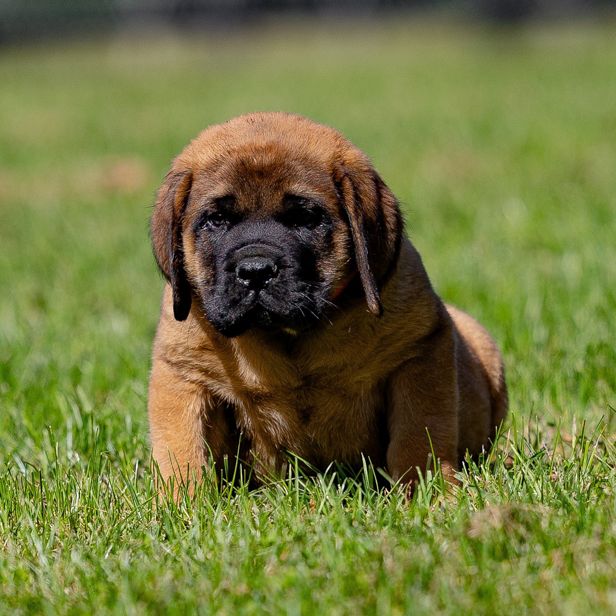 English Mastiff Wallpapers - Top Free English Mastiff Backgrounds ...