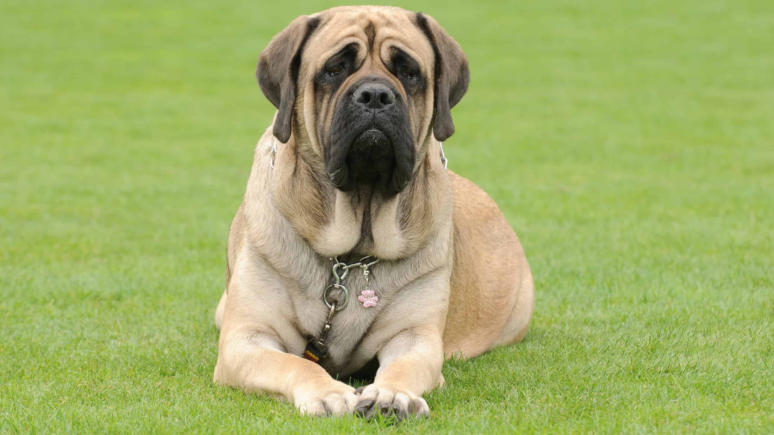 English Mastiff Wallpapers - Top Free English Mastiff Backgrounds ...