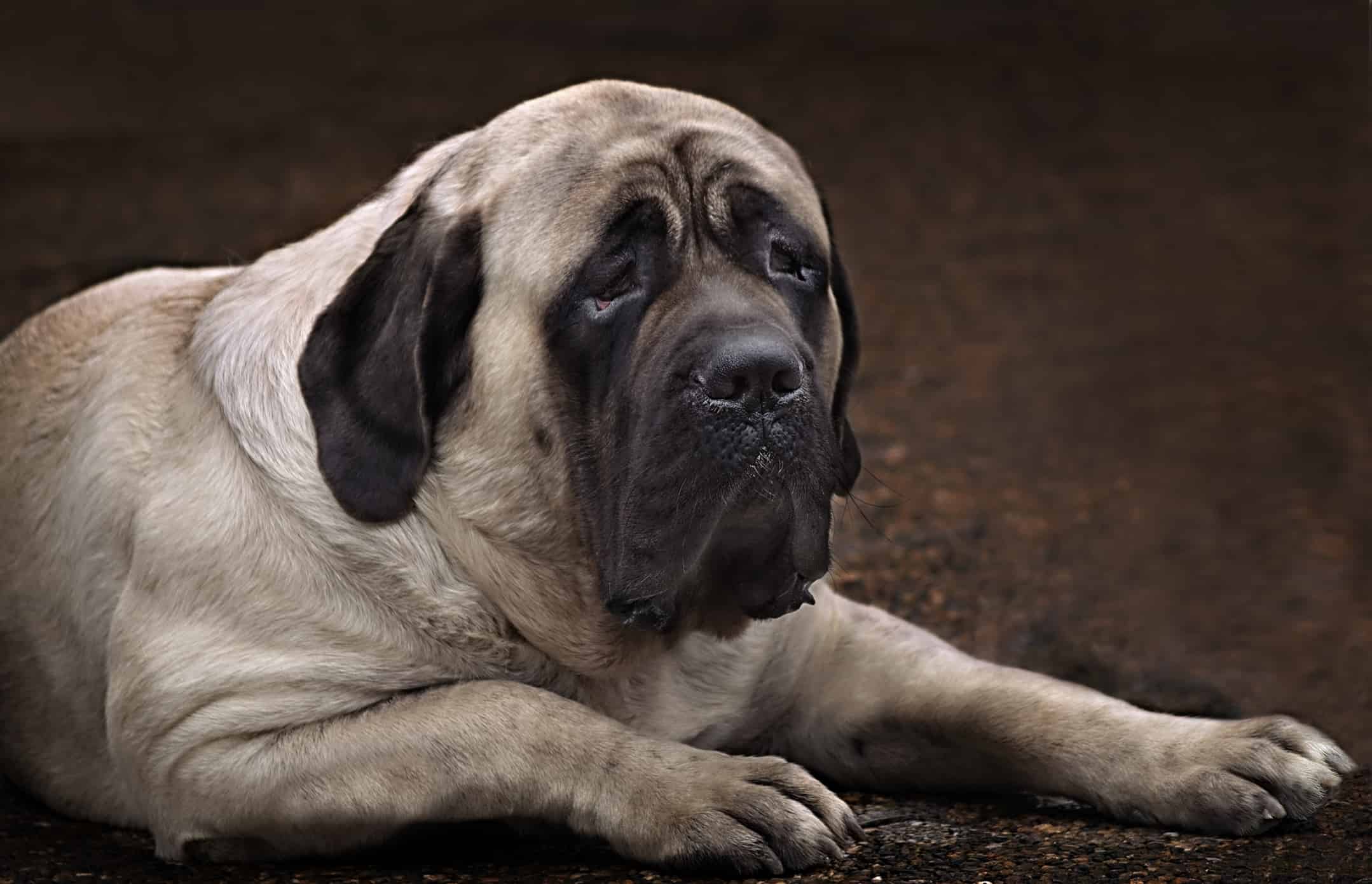 English Mastiff Wallpapers - Top Free English Mastiff Backgrounds ...