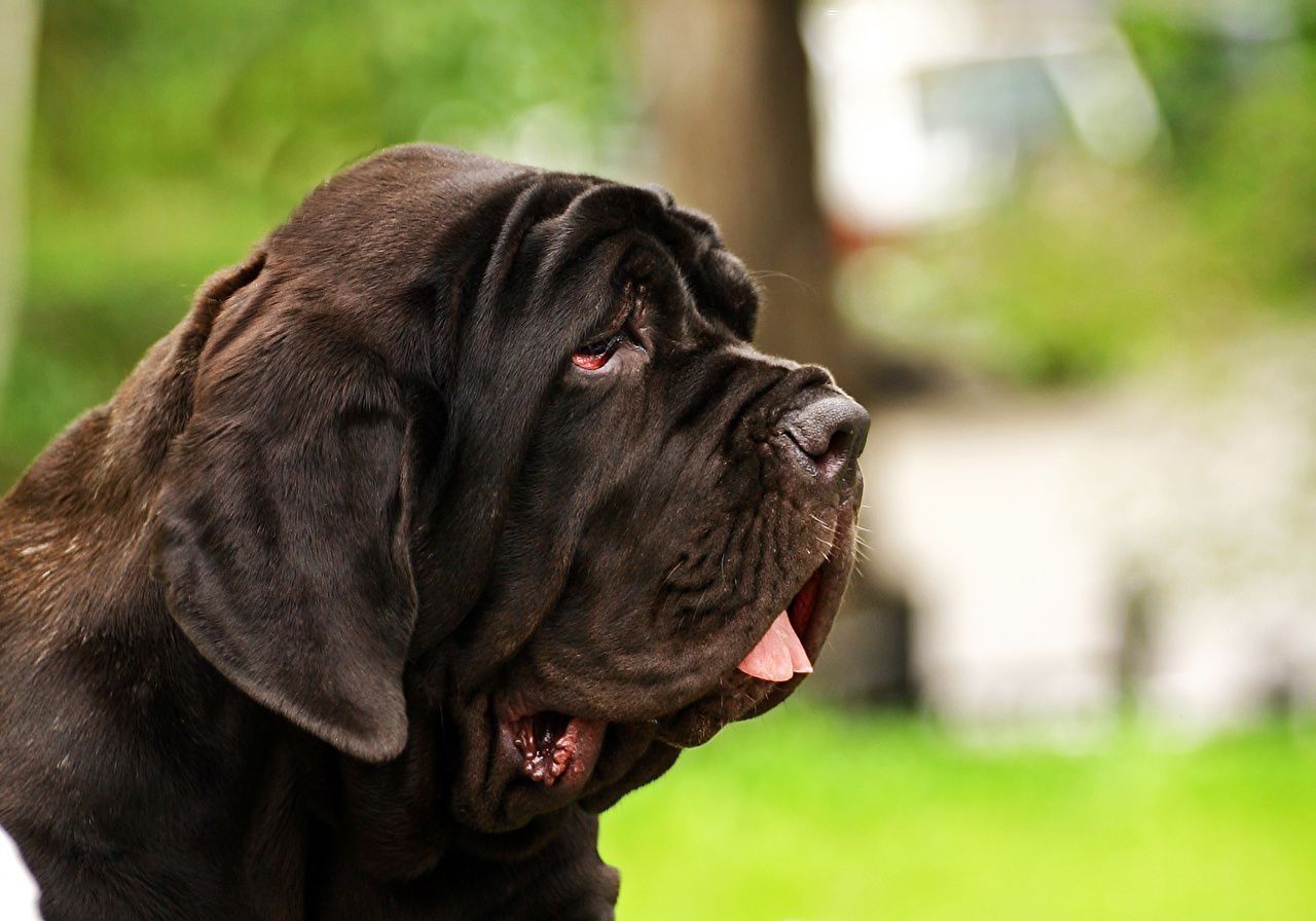 English Mastiff Wallpapers - Top Free English Mastiff Backgrounds ...