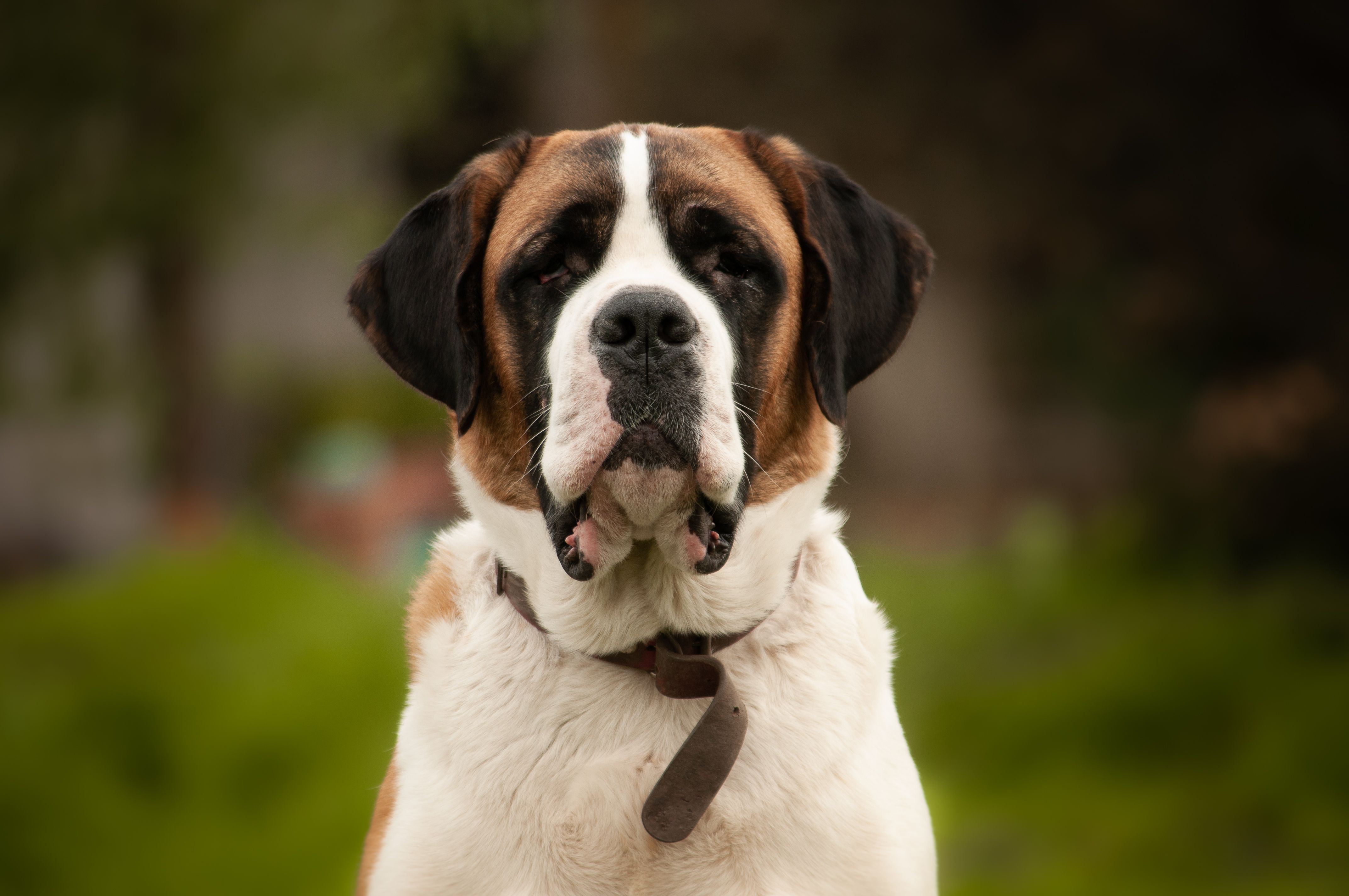 English Mastiff Wallpapers - Top Free English Mastiff Backgrounds ...