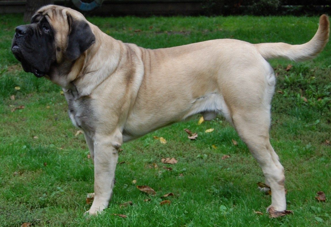 English Mastiff Wallpapers - Top Free English Mastiff Backgrounds ...