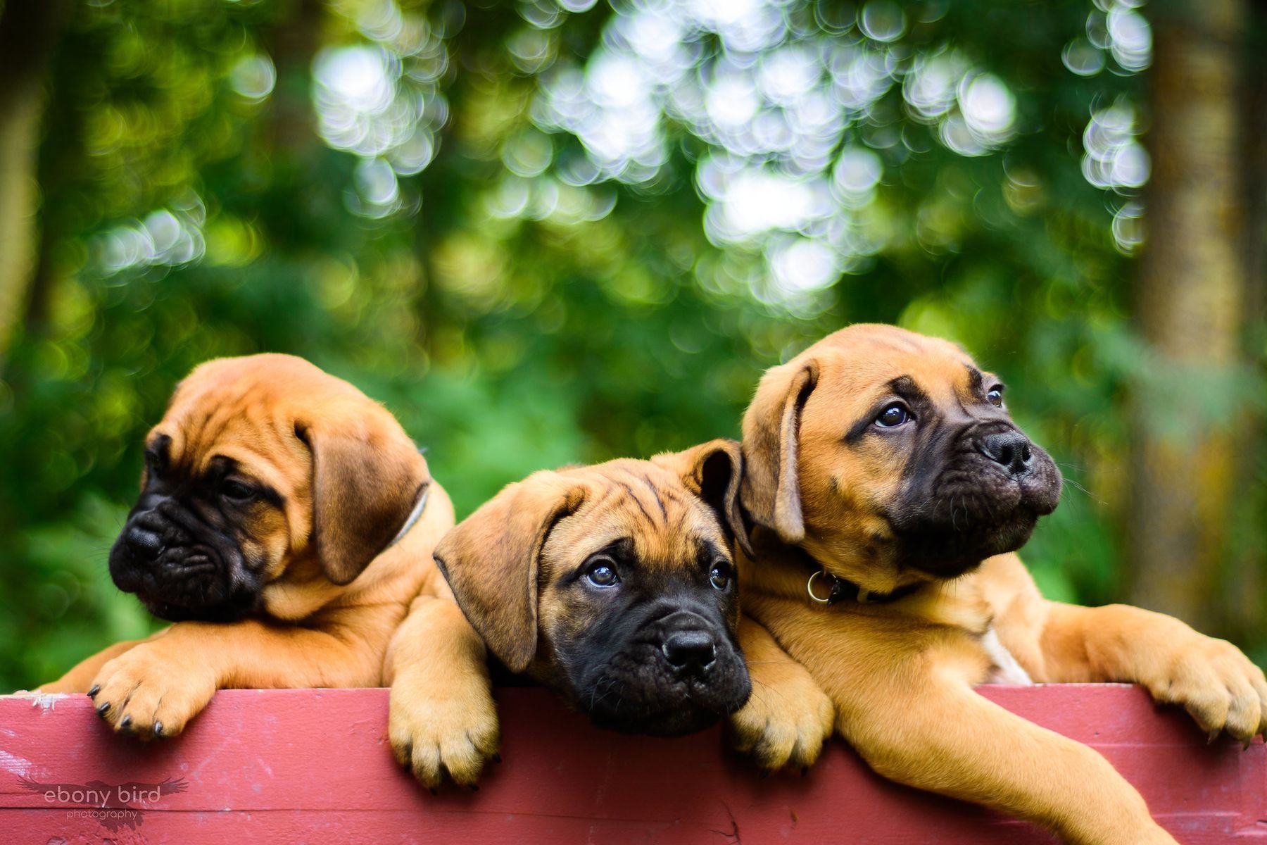 English Mastiff Wallpapers - Top Free English Mastiff Backgrounds ...
